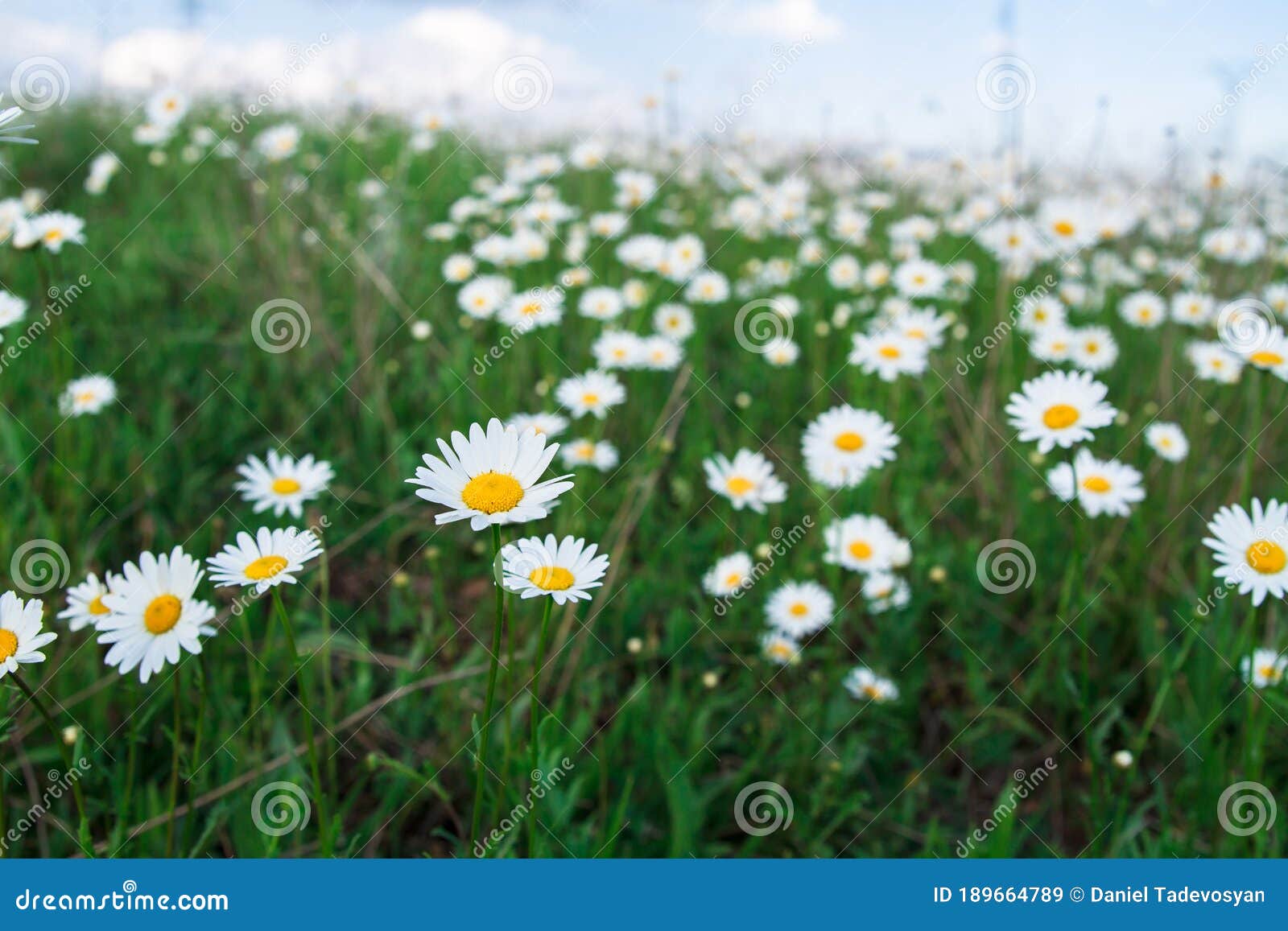 Flower stock image. Image of garden, common, daisy, pasture - 189664789