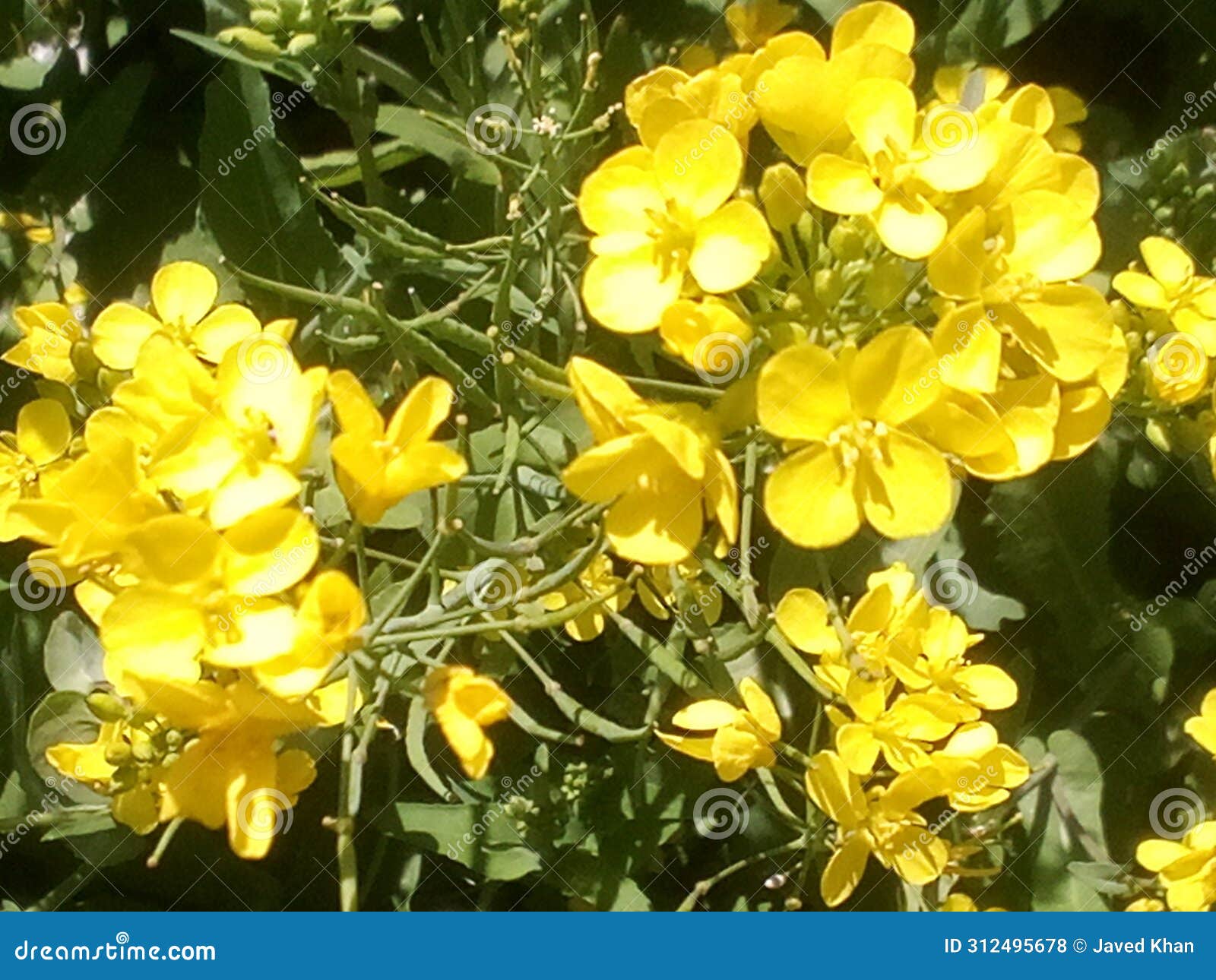 A Flower Field is Full of Flowers Stock Photo - Image of flowerspot ...