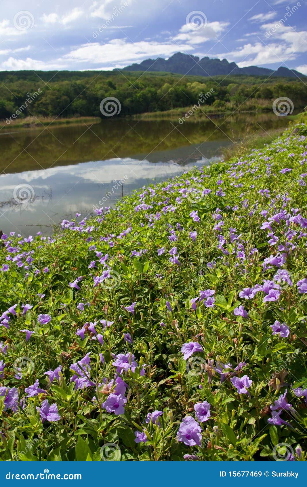 Flower field and lake stock image. Image of scenery, mountain - 15677469