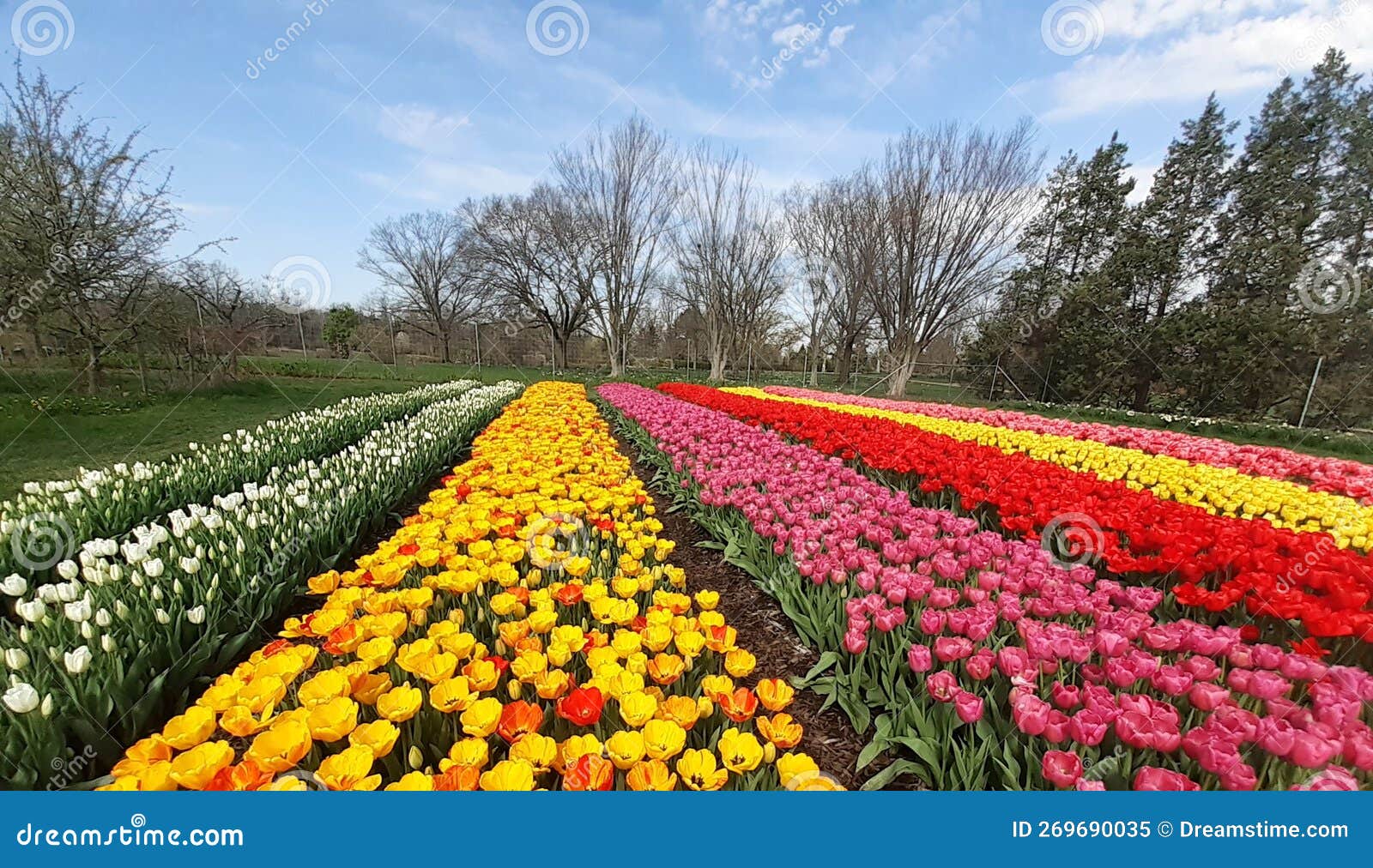 Flower Field Multicolor Ohio Stock Image - Image of leaf, field: 269690035
