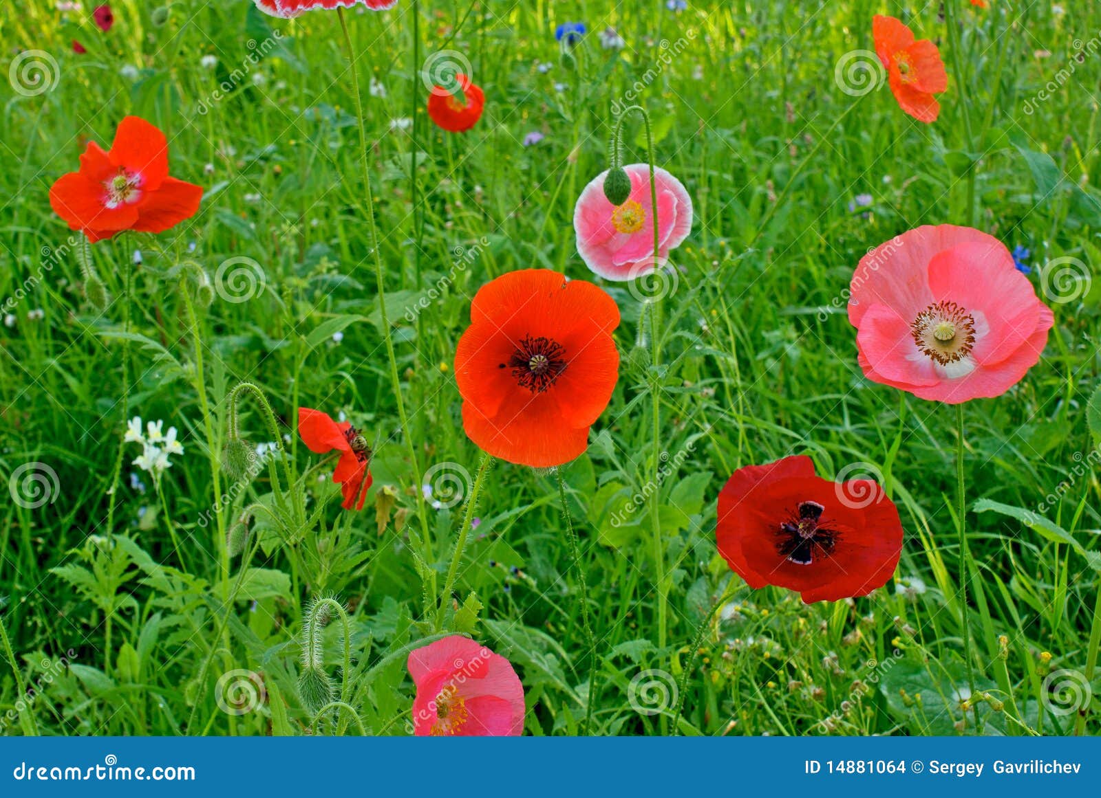 Flower field poppy stock photo. Image of composition - 14881064