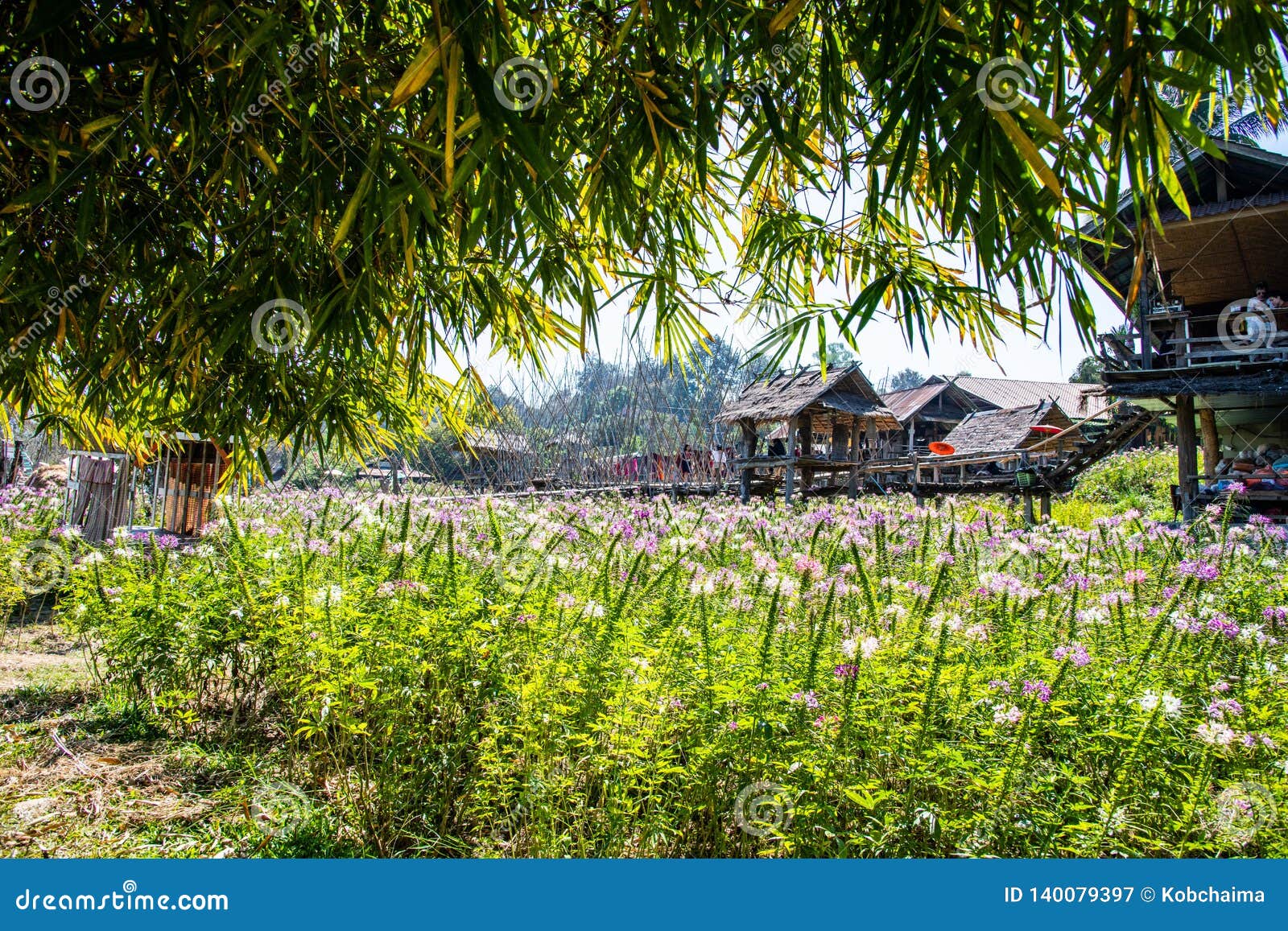 Flower Field at Pua District Stock Image - Image of color, grass: 140079397