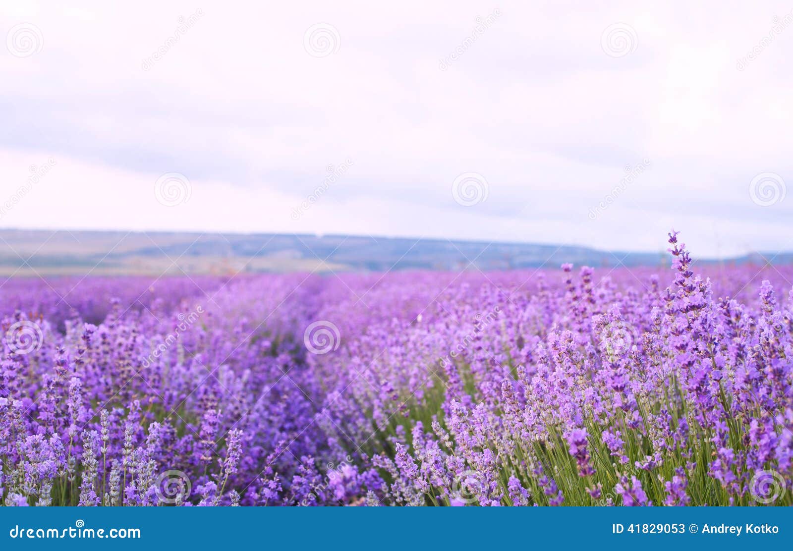 Flower field and sky. stock image. Image of dusk, lines - 41829053