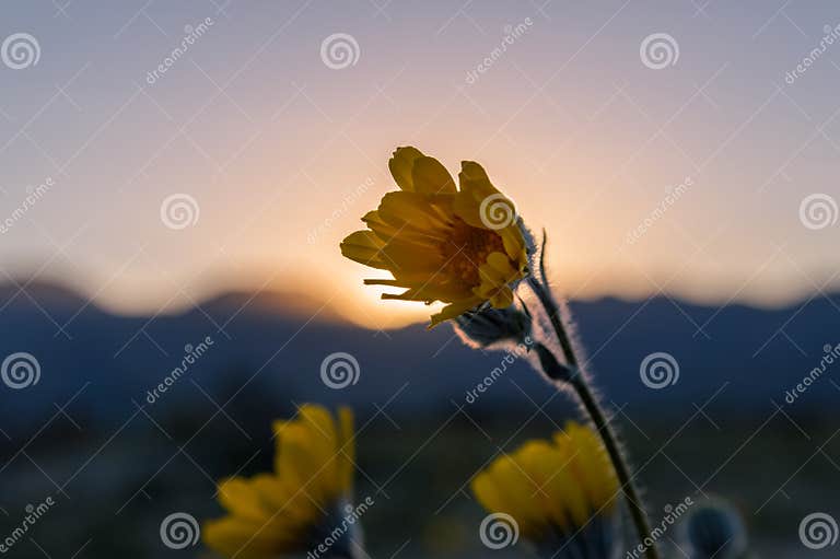 Flower Field stock photo. Image of adds, field, desert - 94543794