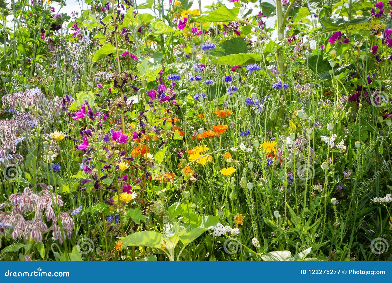 Flower field in summer stock image. Image of flora, daisy - 122275277