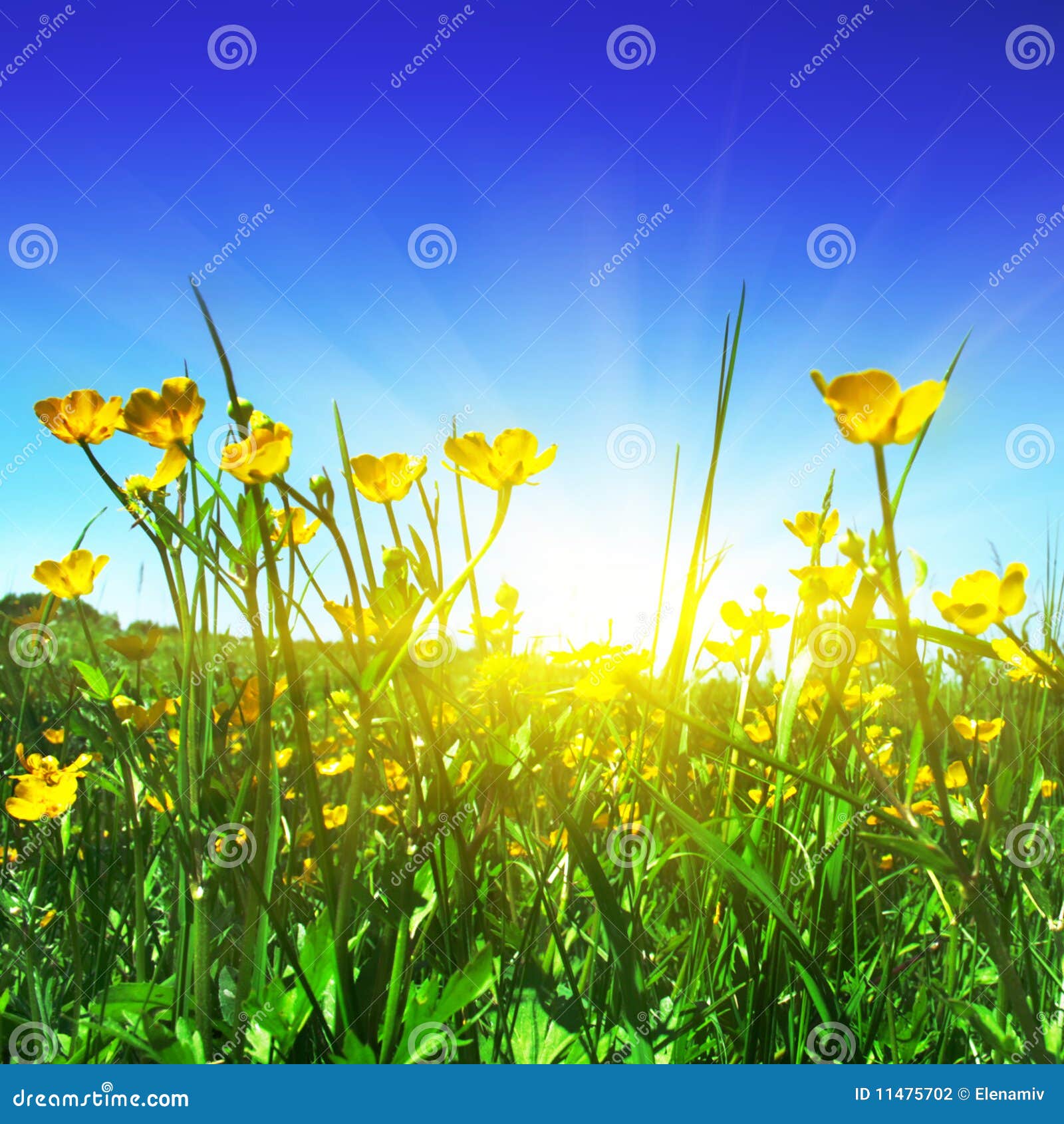 Flower field and sun. stock photo. Image of land, light - 11475702