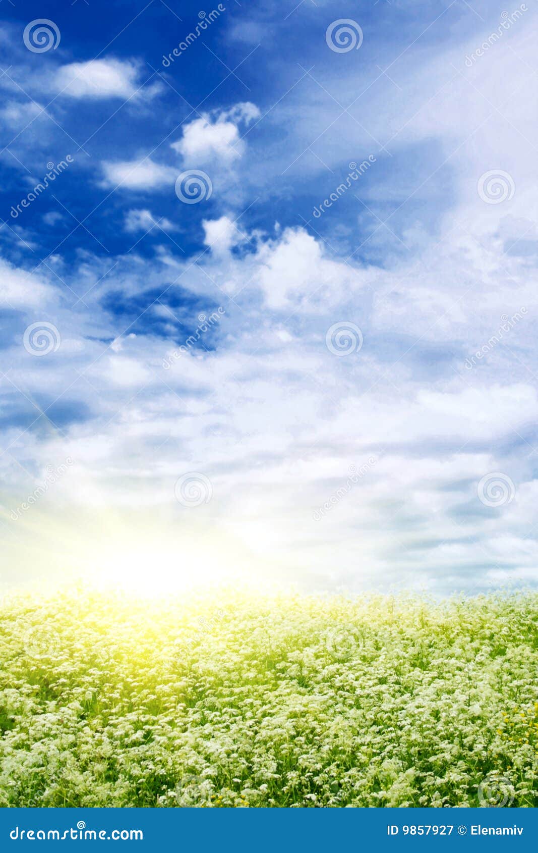 Flower field and sun. stock image. Image of landscape - 9857927