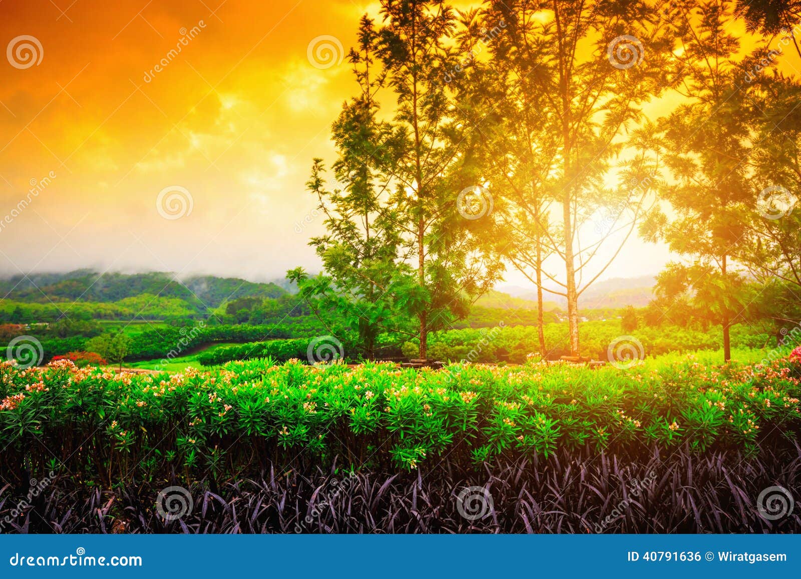 Flower Field at the Sunrise Stock Photo - Image of bright, horizon ...
