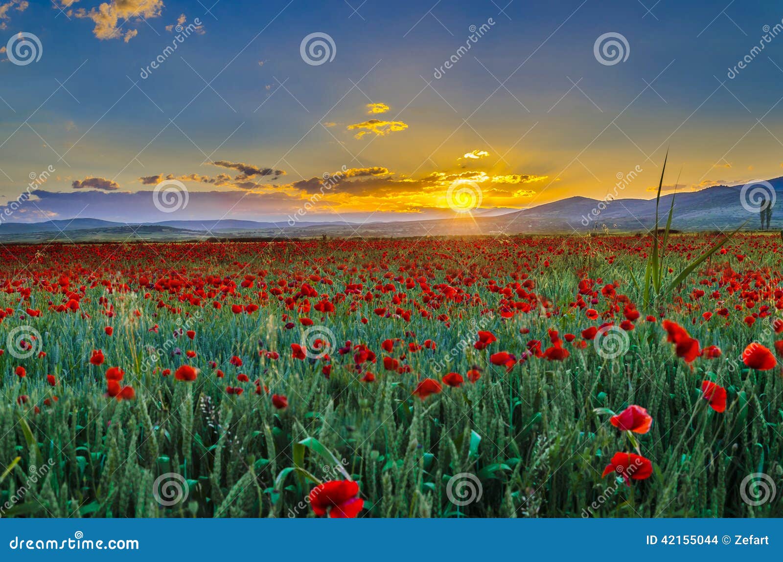 Flower field at sunset stock photo. Image of orange, sunbeam - 42155044