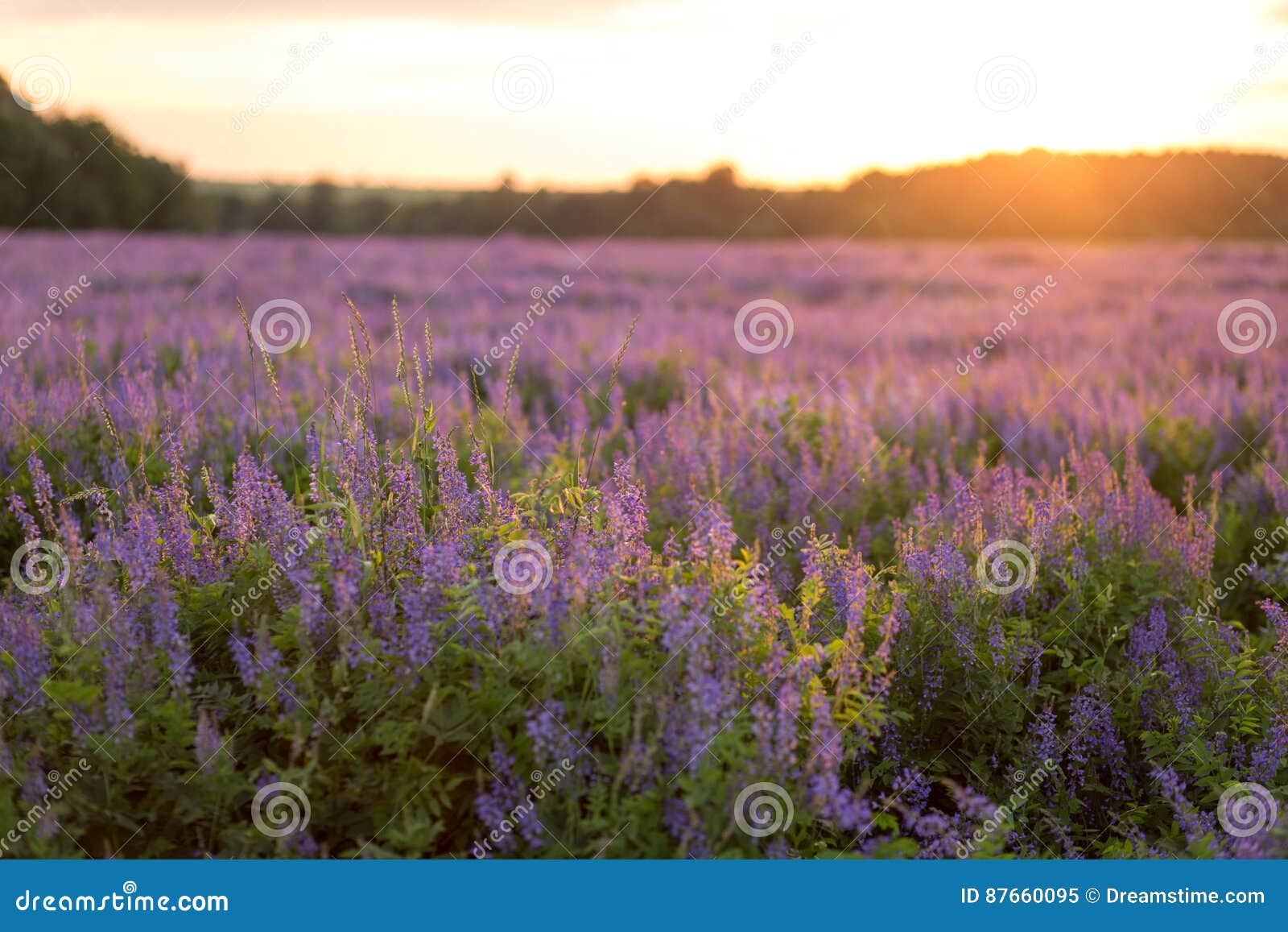 Flower field at sunset stock image. Image of evening - 87660095