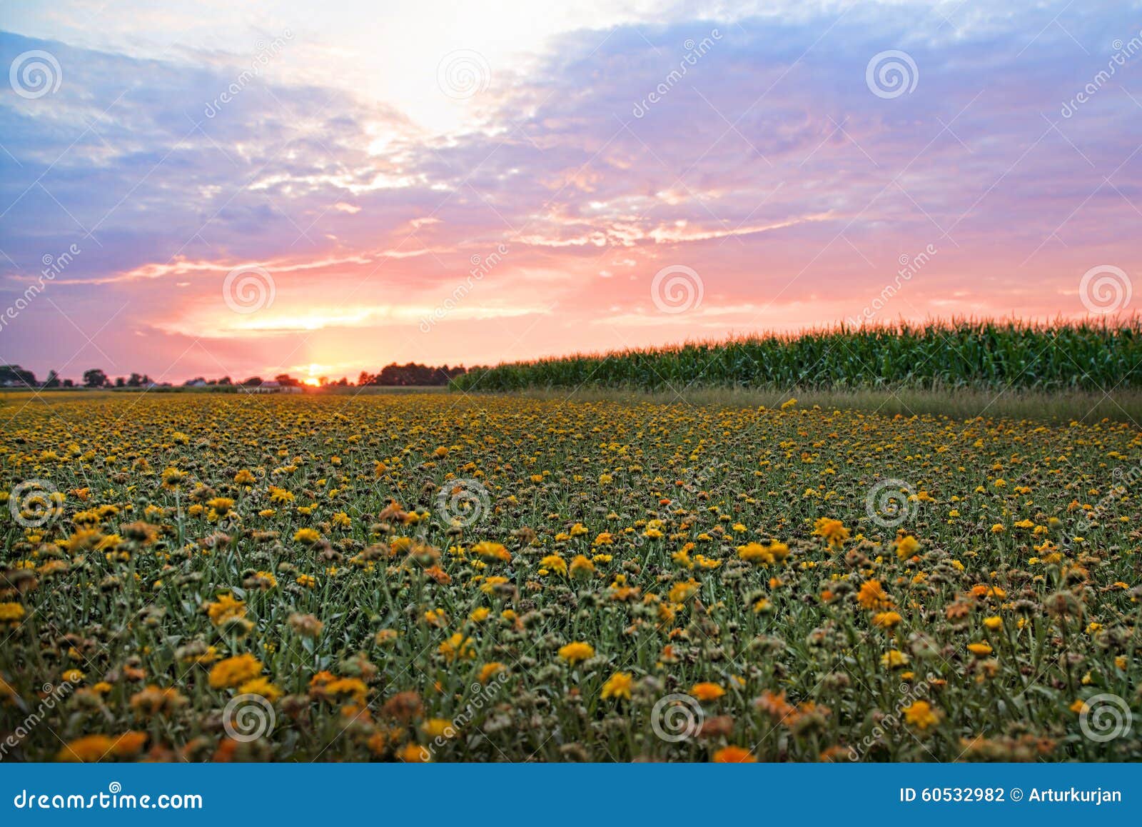 Flower field at sunset. stock photo. Image of light, lonely - 60532982