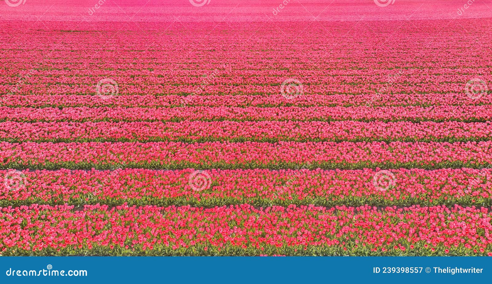 Flower Fields in the Netherlands Seen from Above Stock Image - Image of ...