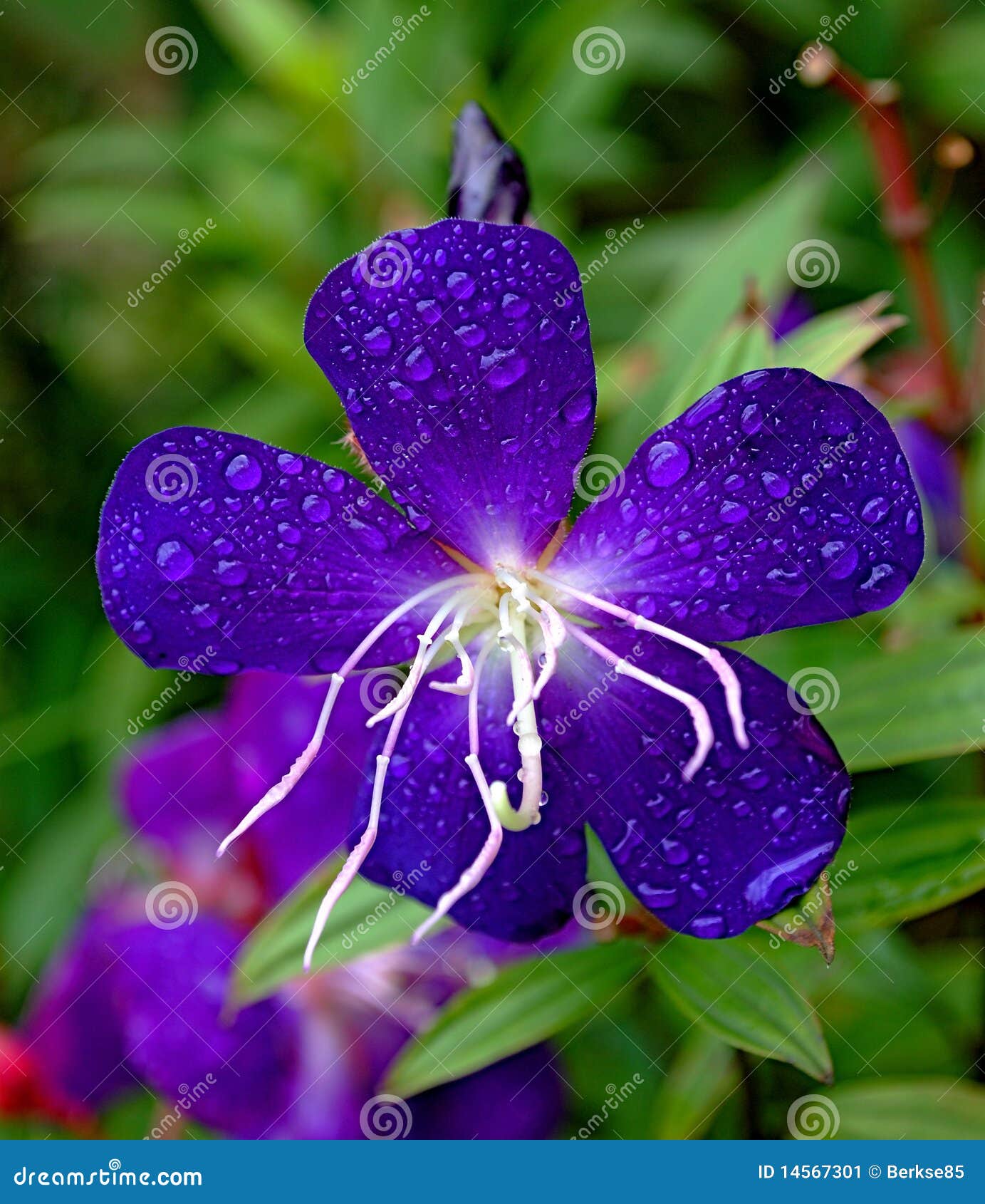 Flower Fighting the Rain stock image. Image of purple - 14567301