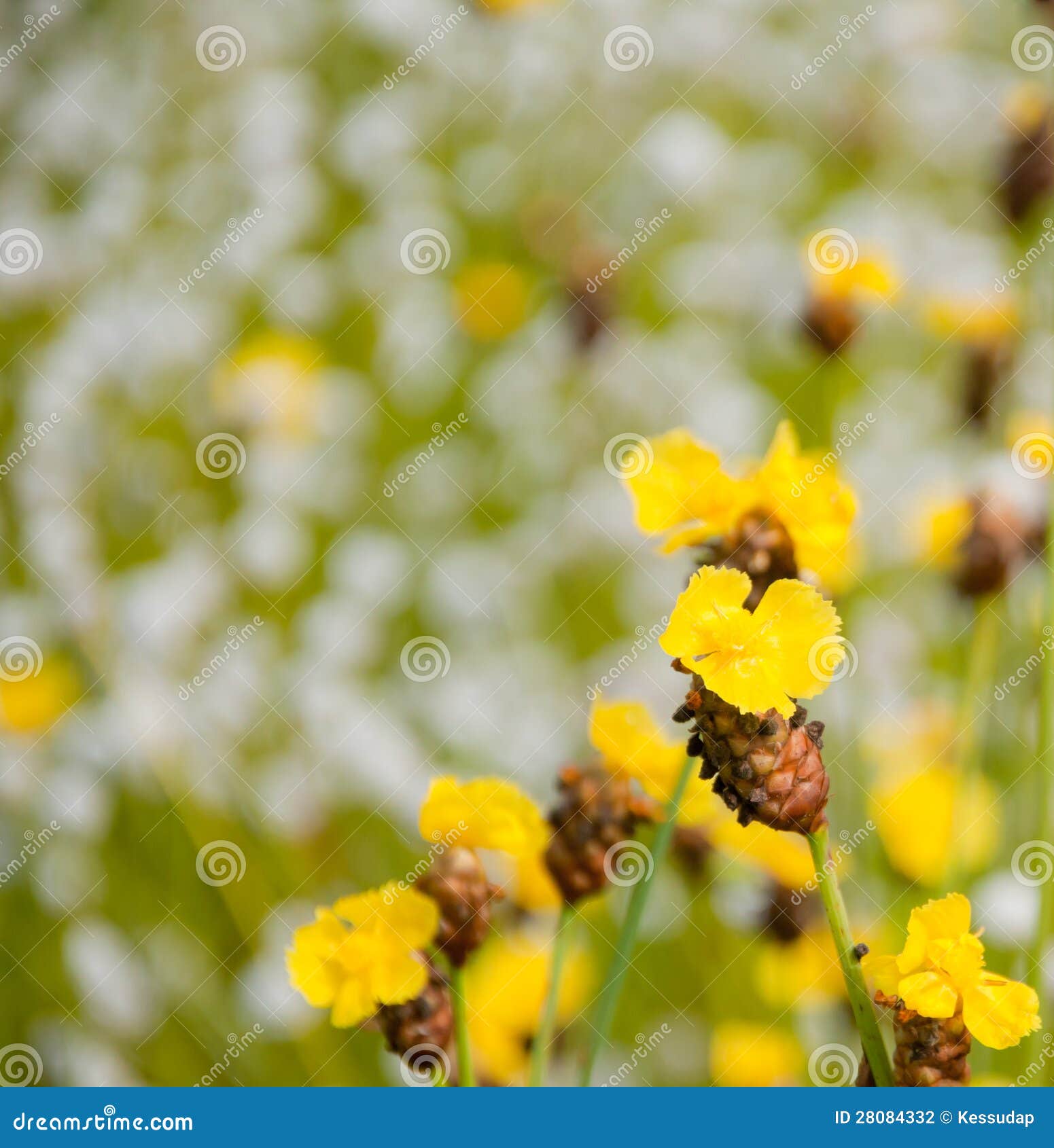 The Flower filed stock photo. Image of white, beauty - 28084332