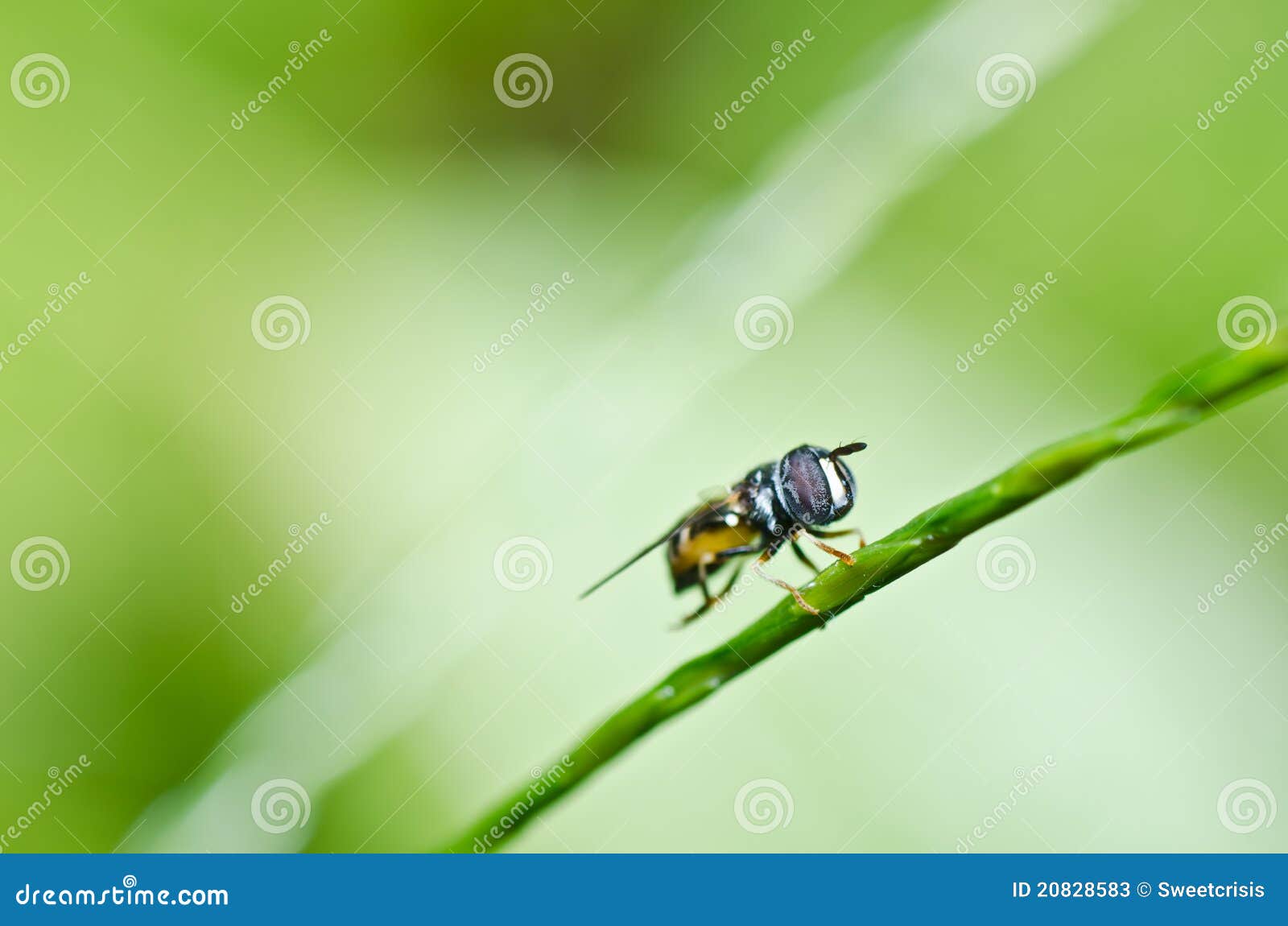 Flower Files or Fruit Files in Garden Stock Image - Image of striped ...