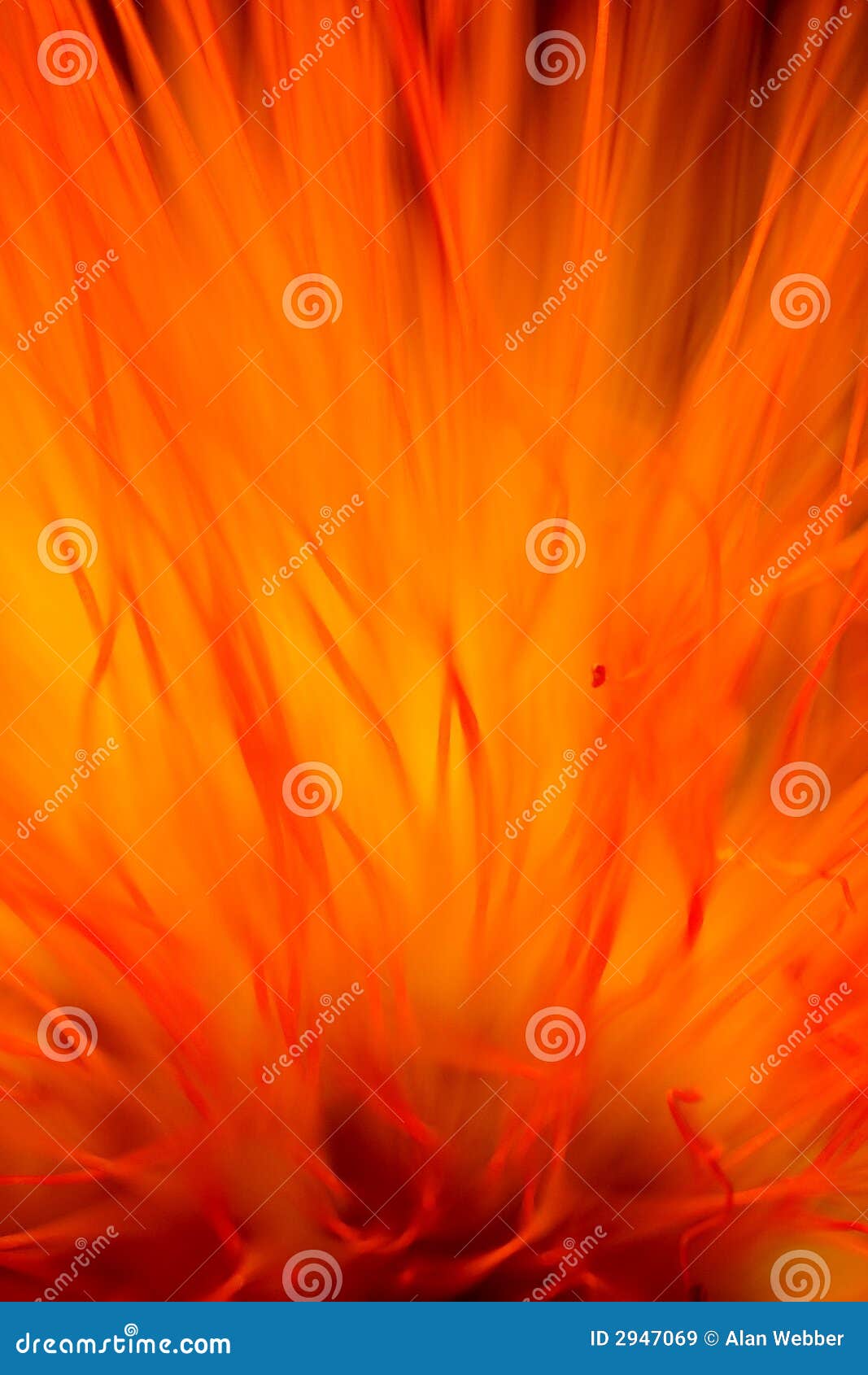 Flower flame abstract stock image. Image of macro, flower - 2947069