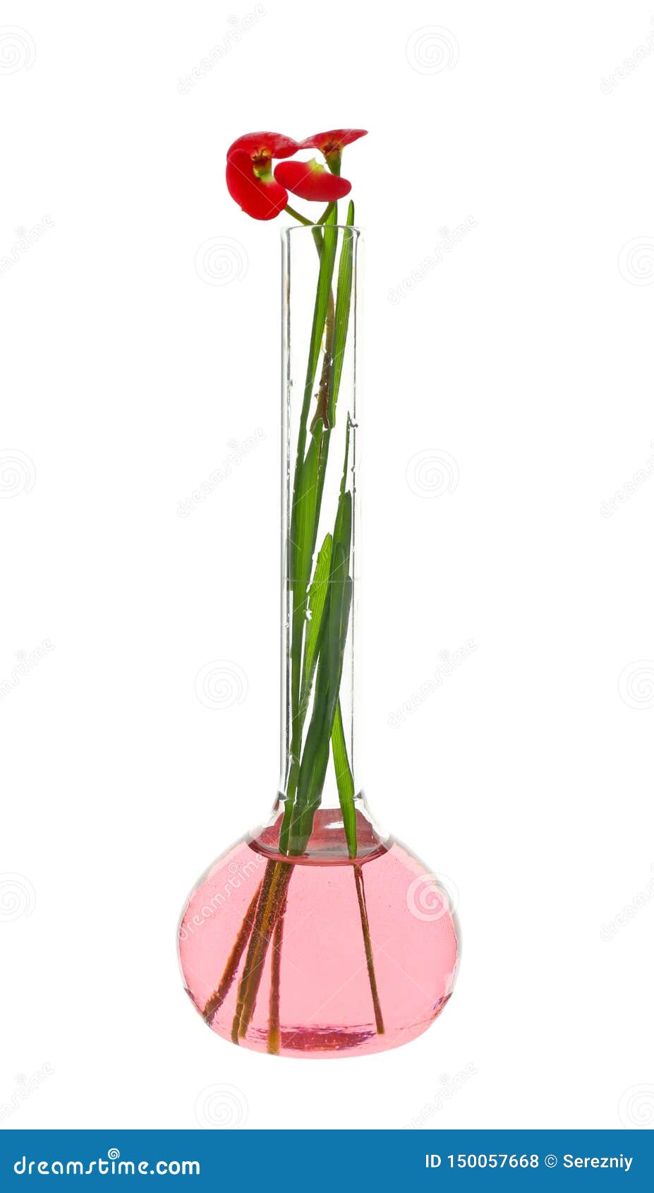 Flower in Flask, Isolated on White Stock Photo - Image of object, glass ...