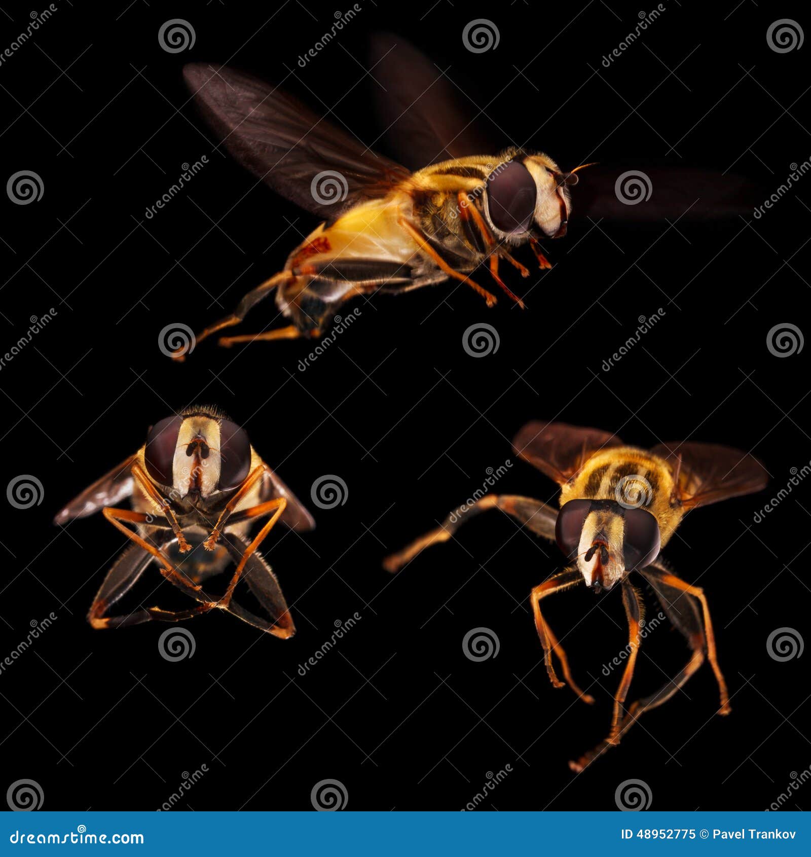 The Flower Flies in Black Background. Stock Image - Image of mimicry ...