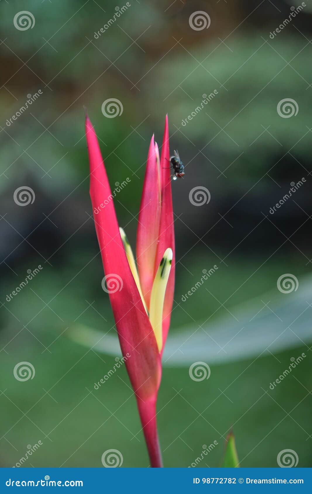 Flower with Flies stock photo. Image of flower, leaf - 98772782