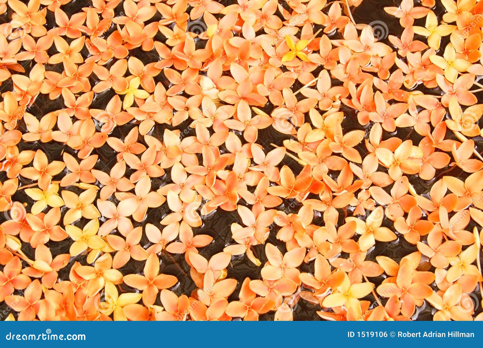 Flower float stock photo. Image of float, decoration, bloom - 1519106