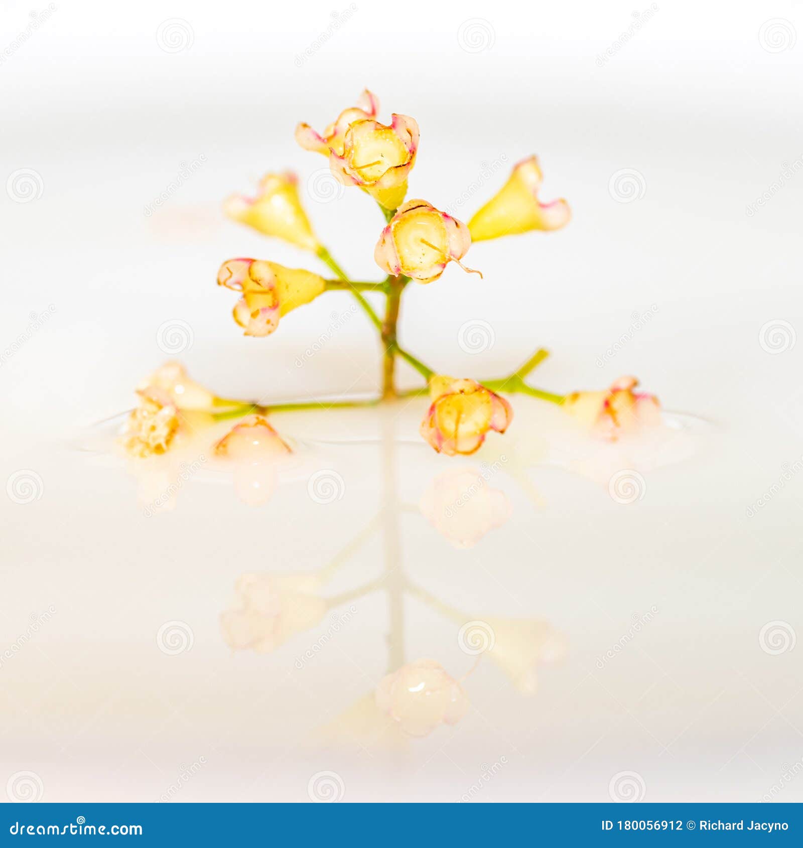 Flower Floating on Water with Reflection Stock Photo - Image of nature ...