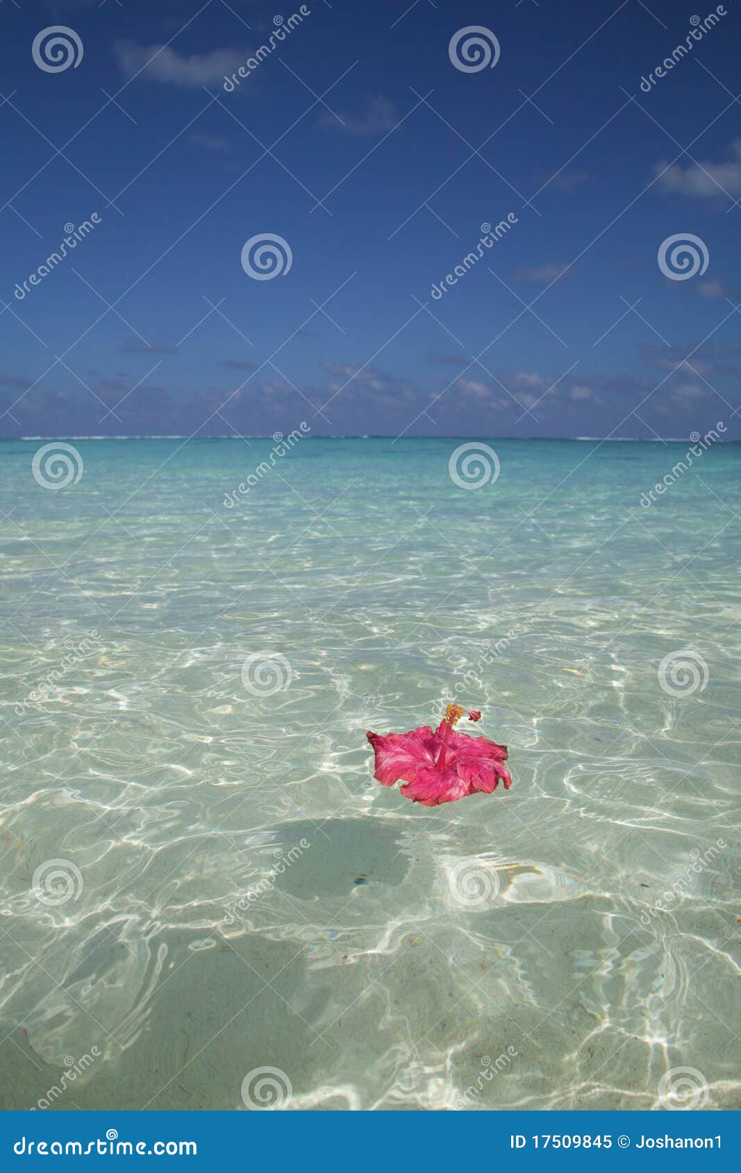 Flower Floating in Ocean Water Stock Image - Image of flora, drifting ...