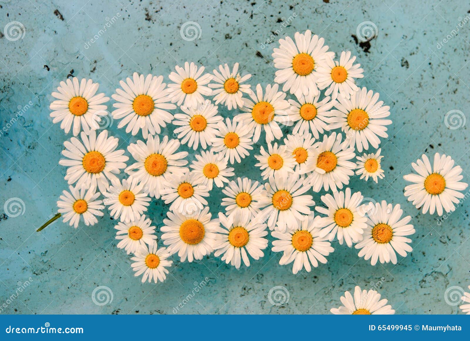 Flower floating in water stock image. Image of daisy - 65499945