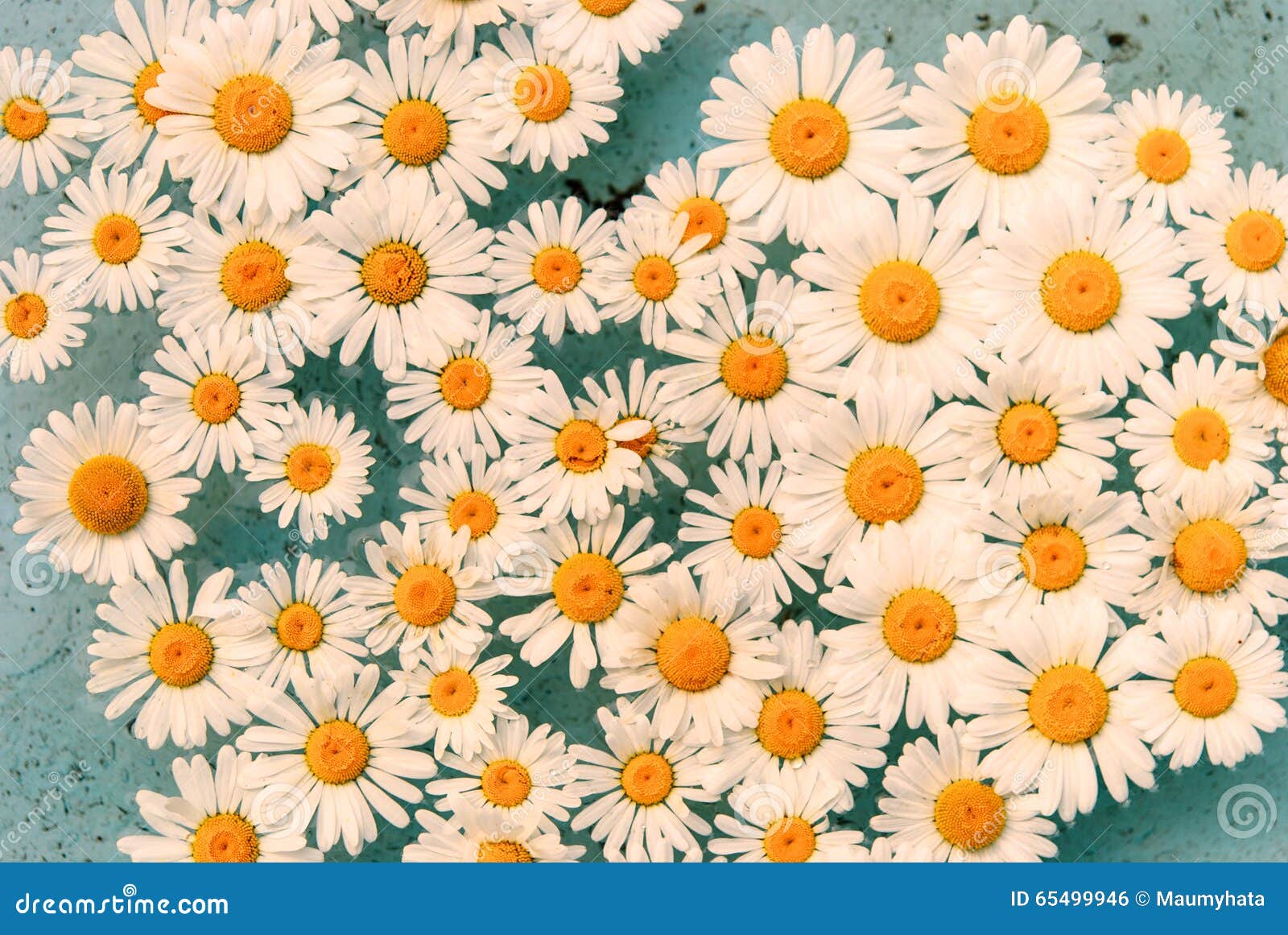 Flower floating in water stock photo. Image of ripples - 65499946