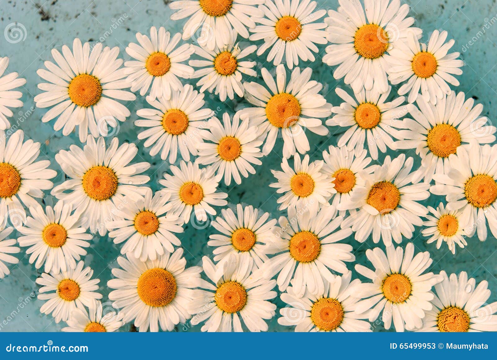 Flower floating in water stock image. Image of movement - 65499953