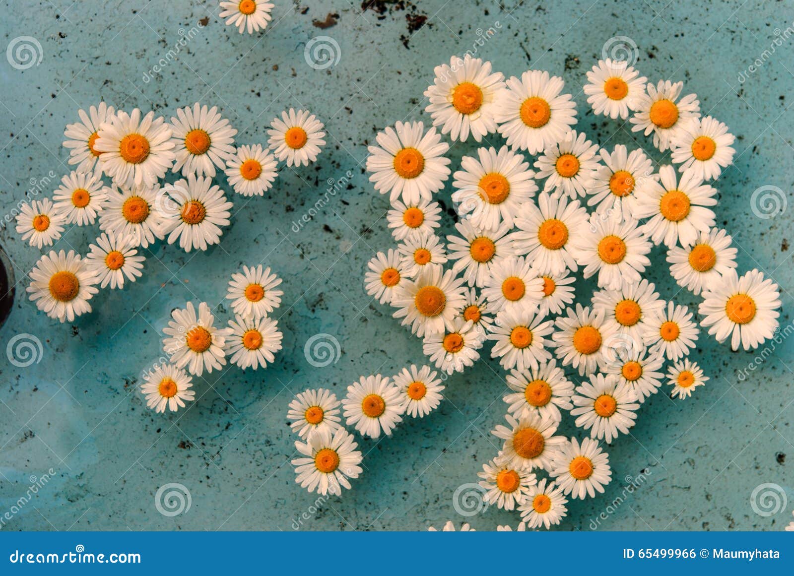 Flower floating in water stock photo. Image of summer - 65499966