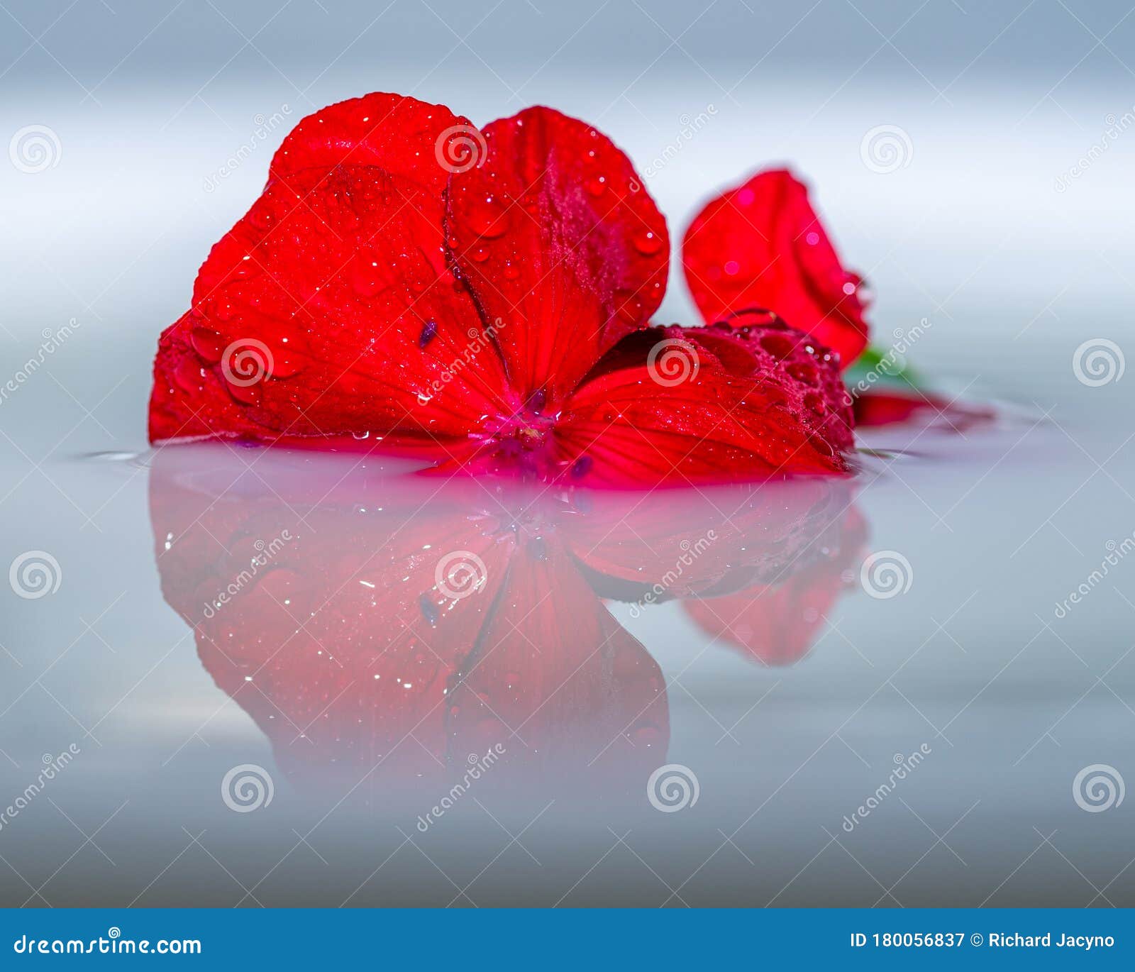 Flower Floating on Water with Reflection Stock Image - Image of flower ...