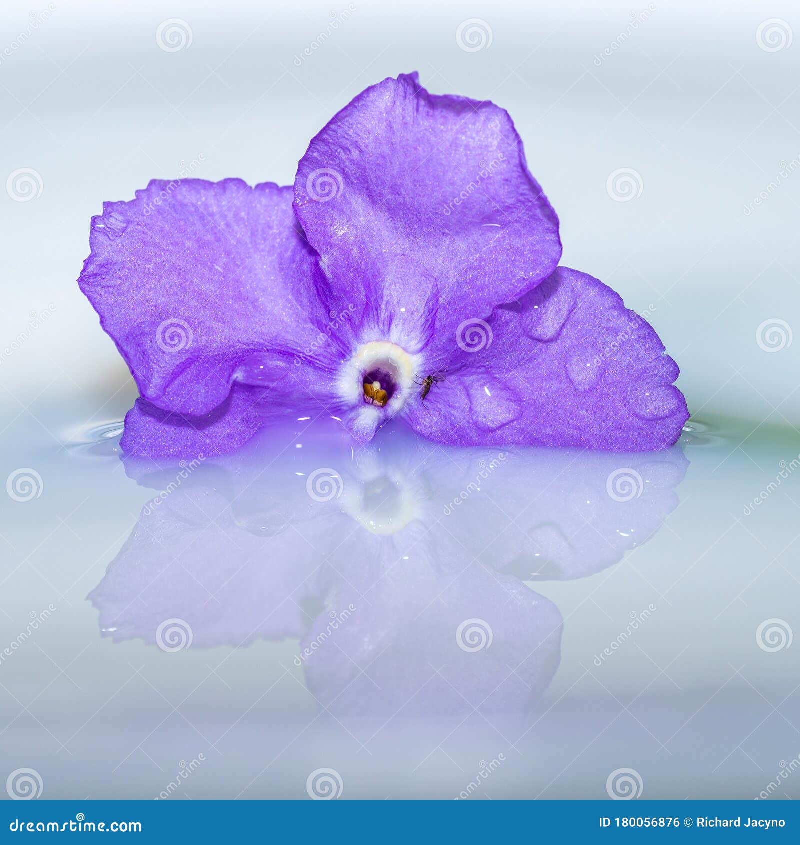 Flower Floating on Water with Reflection Stock Photo - Image of color ...