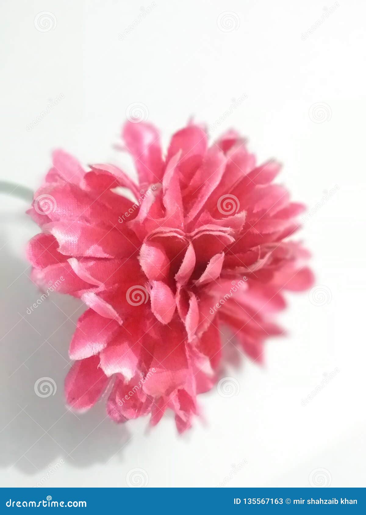 Flower stock image. Image of flower, floer - 135567163