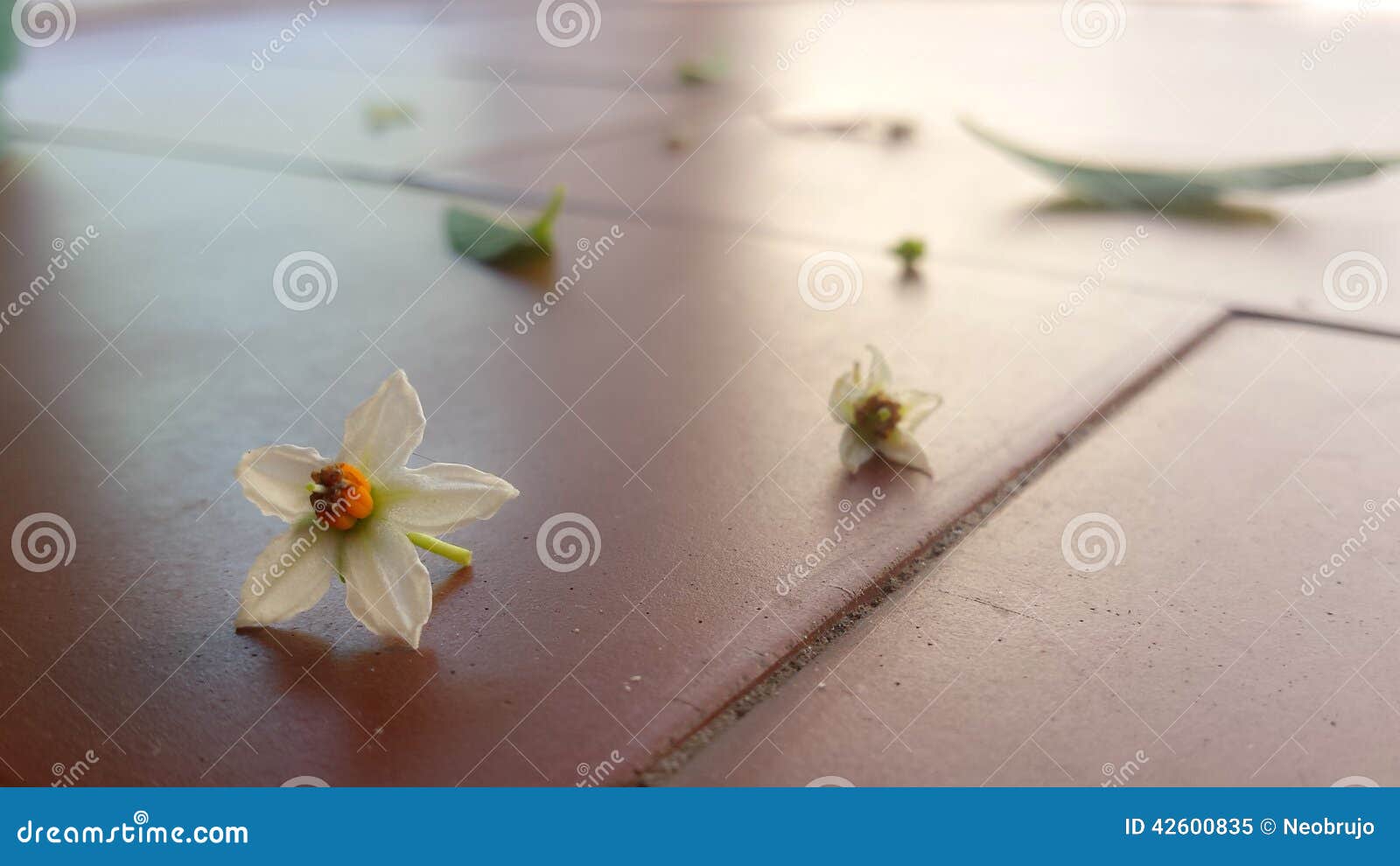 Flower in the floor stock image. Image of tele, flower - 42600835