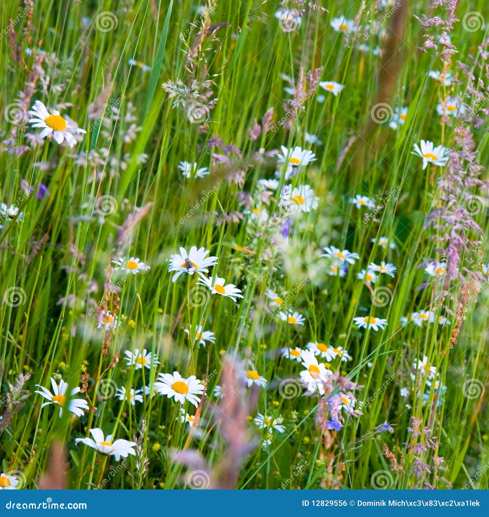 Flower floors stock photo. Image of grass, daisy, colorful - 12829556