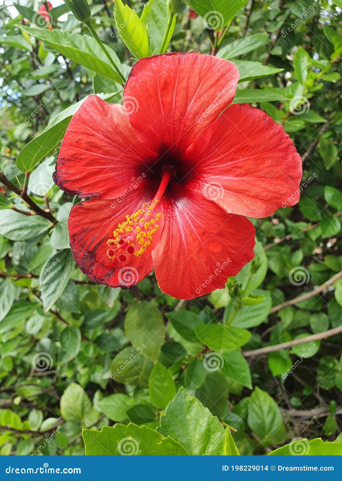 Flower stock photo. Image of roja, blossom, petal, wildflower - 198229014