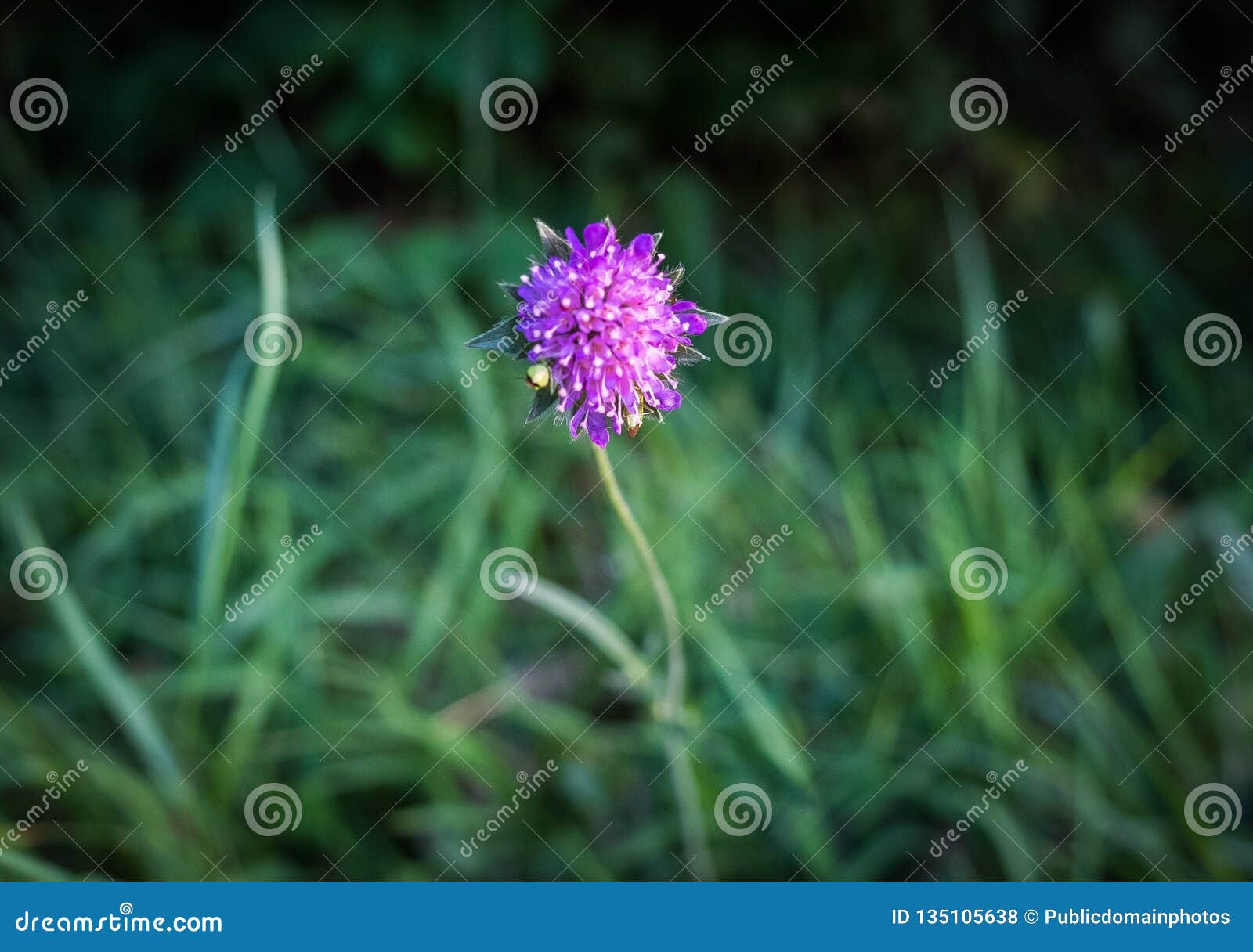Flower, Flora, Plant, Grass Picture. Image: 135105638