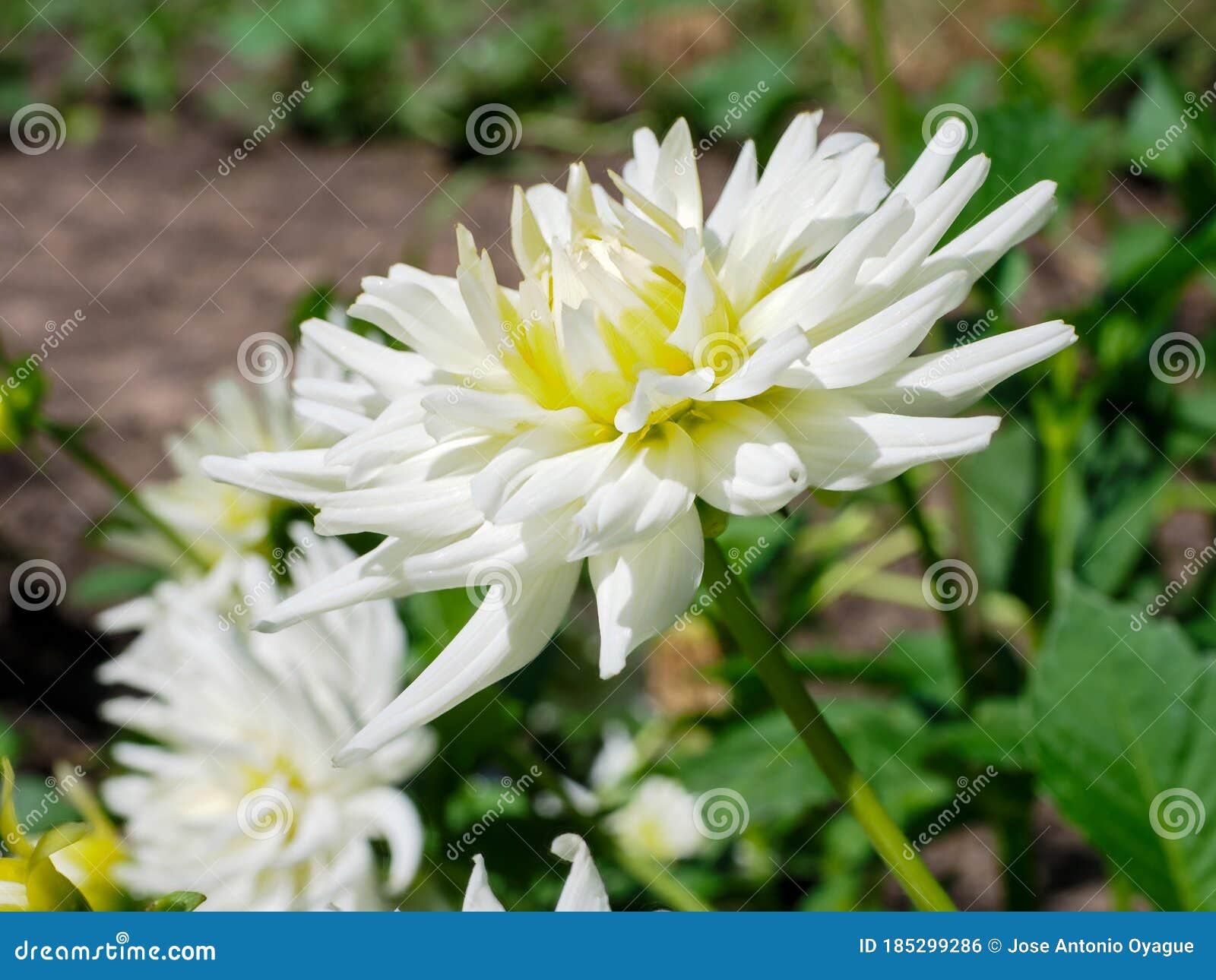 Flower stock photo. Image of park, pink, pattern, nature - 185299286