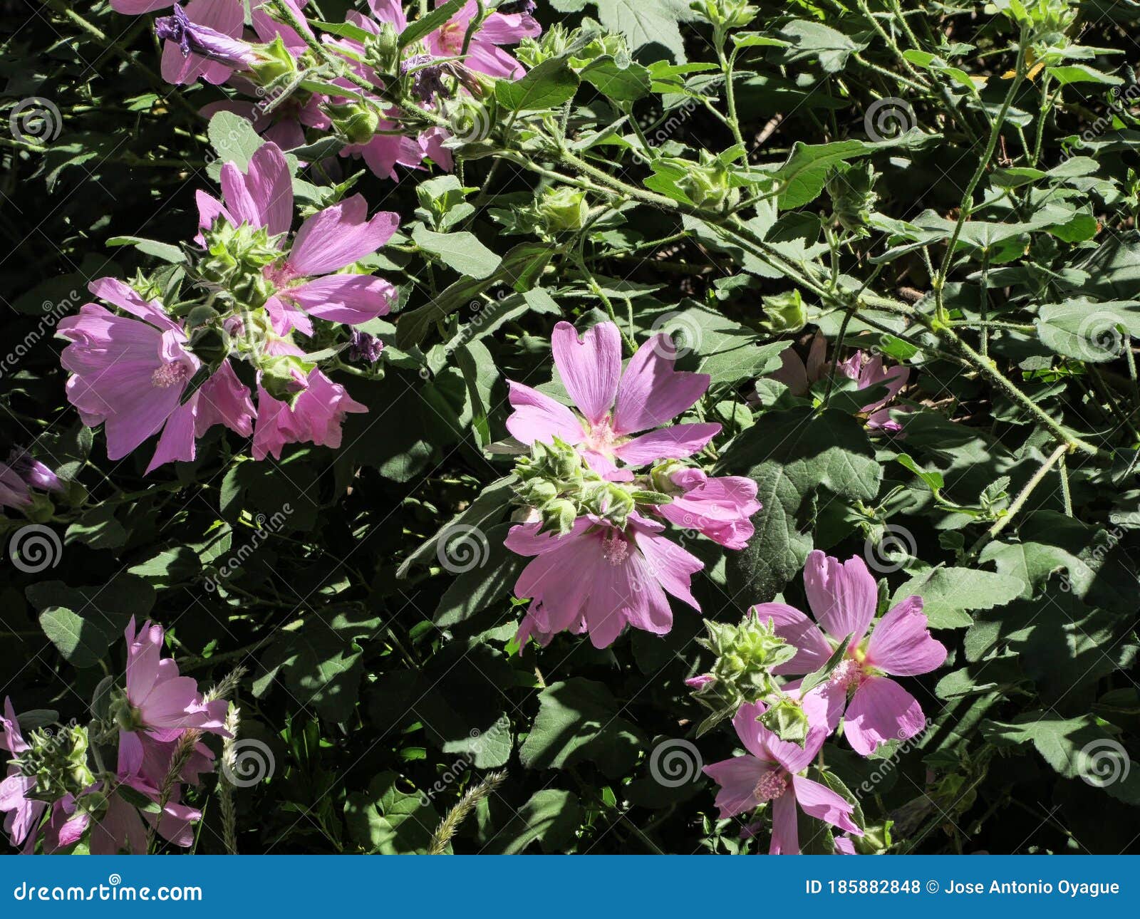 Flower stock photo. Image of park, macro, nature, delicate - 185882848