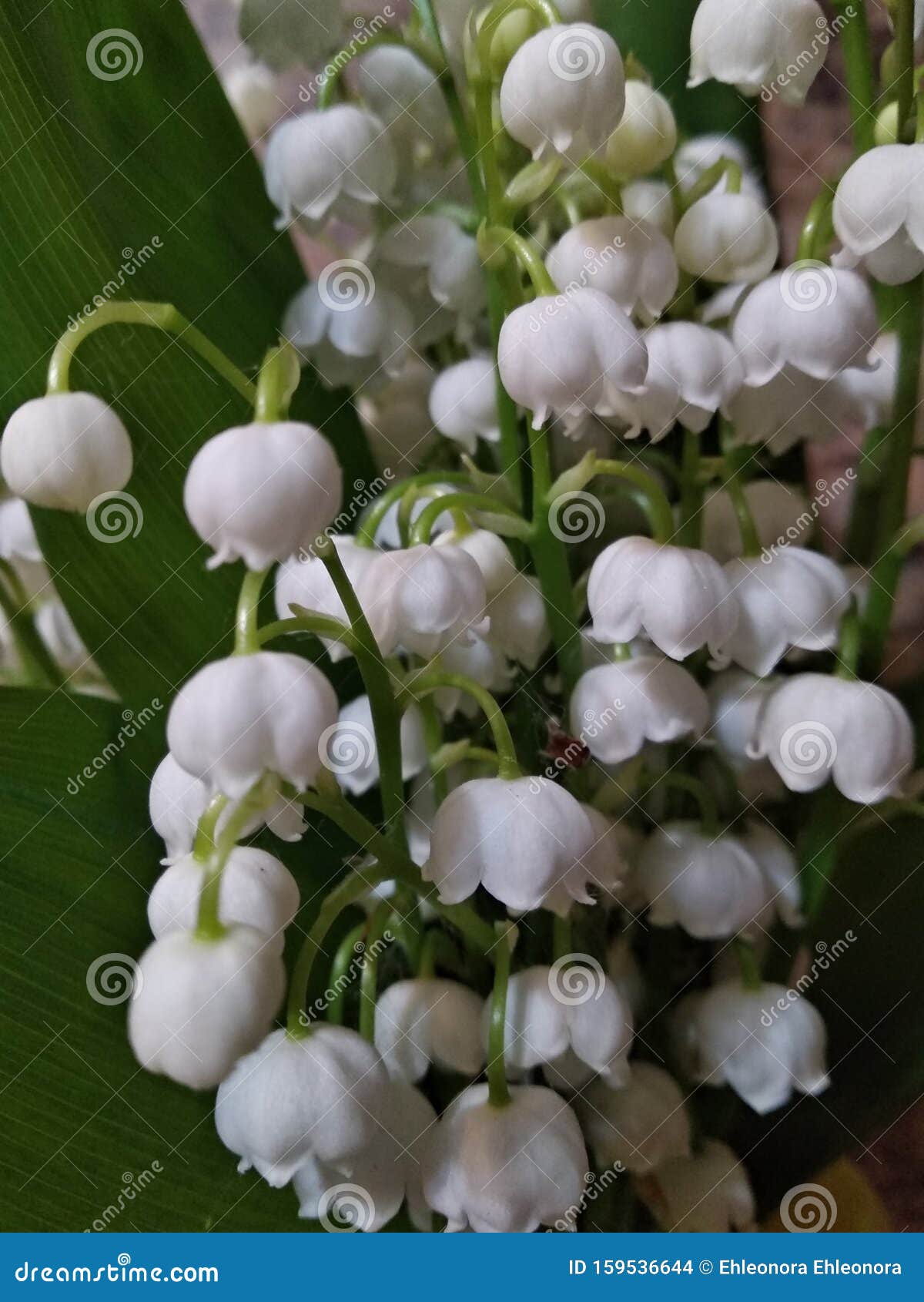 Flower stock photo. Image of bouquet, posy, flower, spring - 159536644