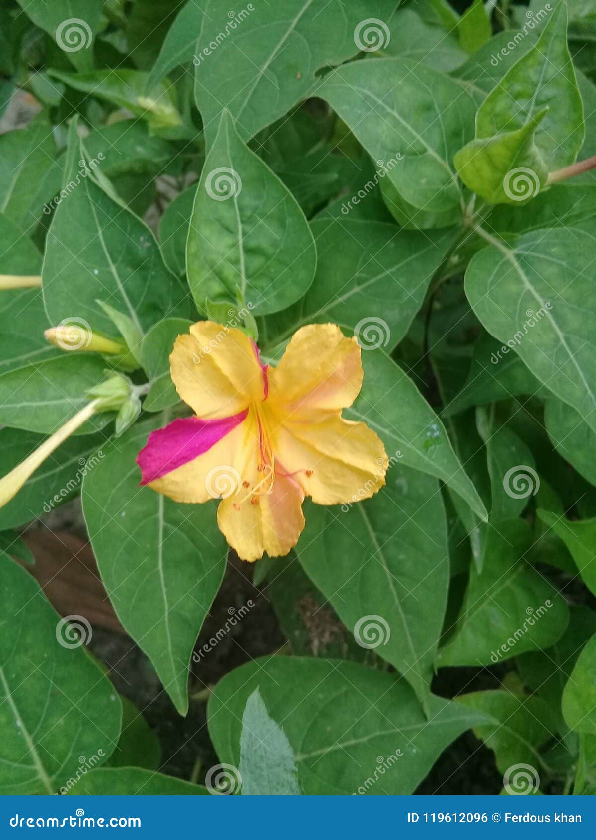 Flower stock photo. Image of dhaka, dopati, flower, colered - 119612096