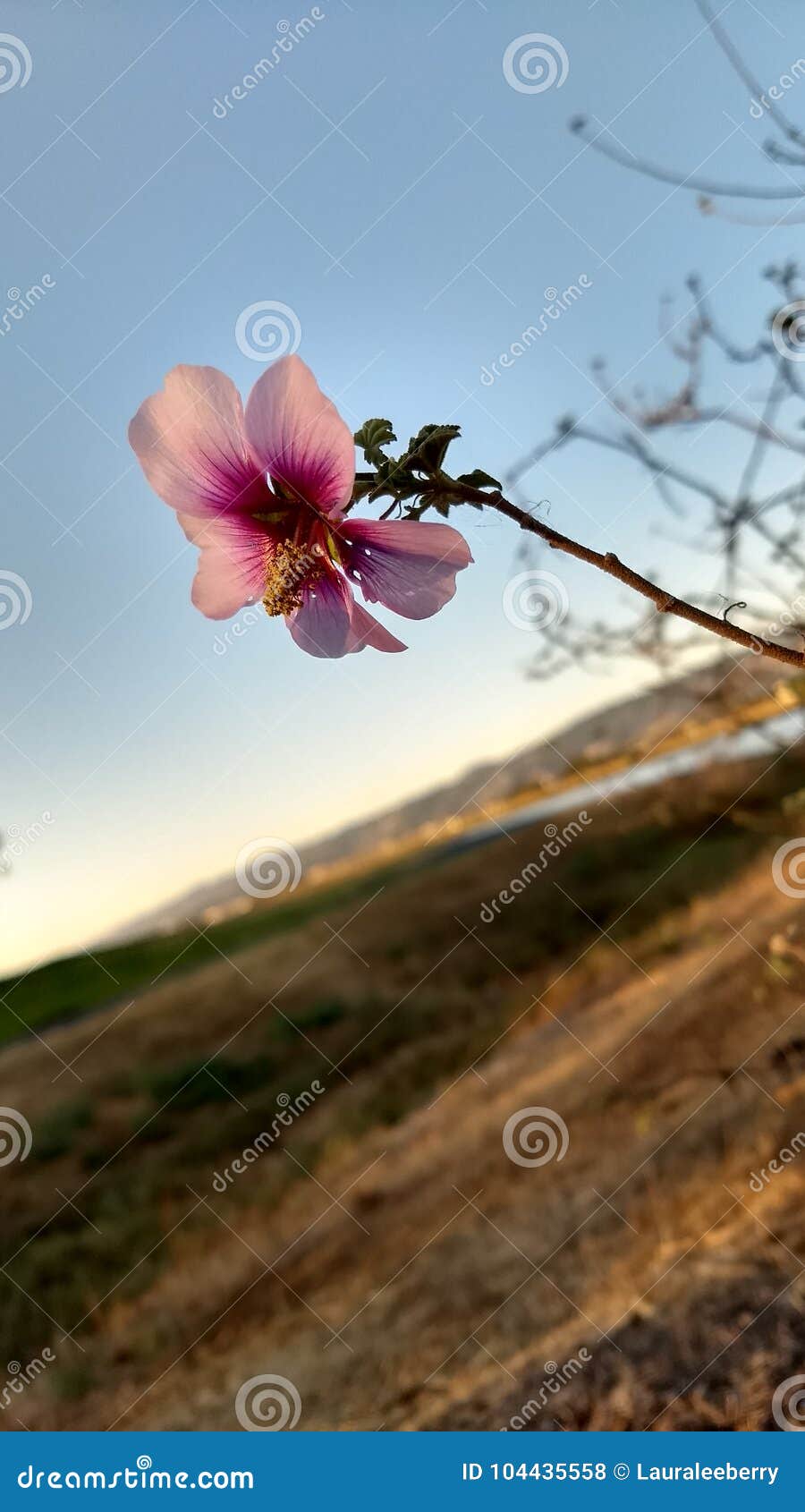 Flower stock photo. Image of angles, pleaseseeme, field - 104435558