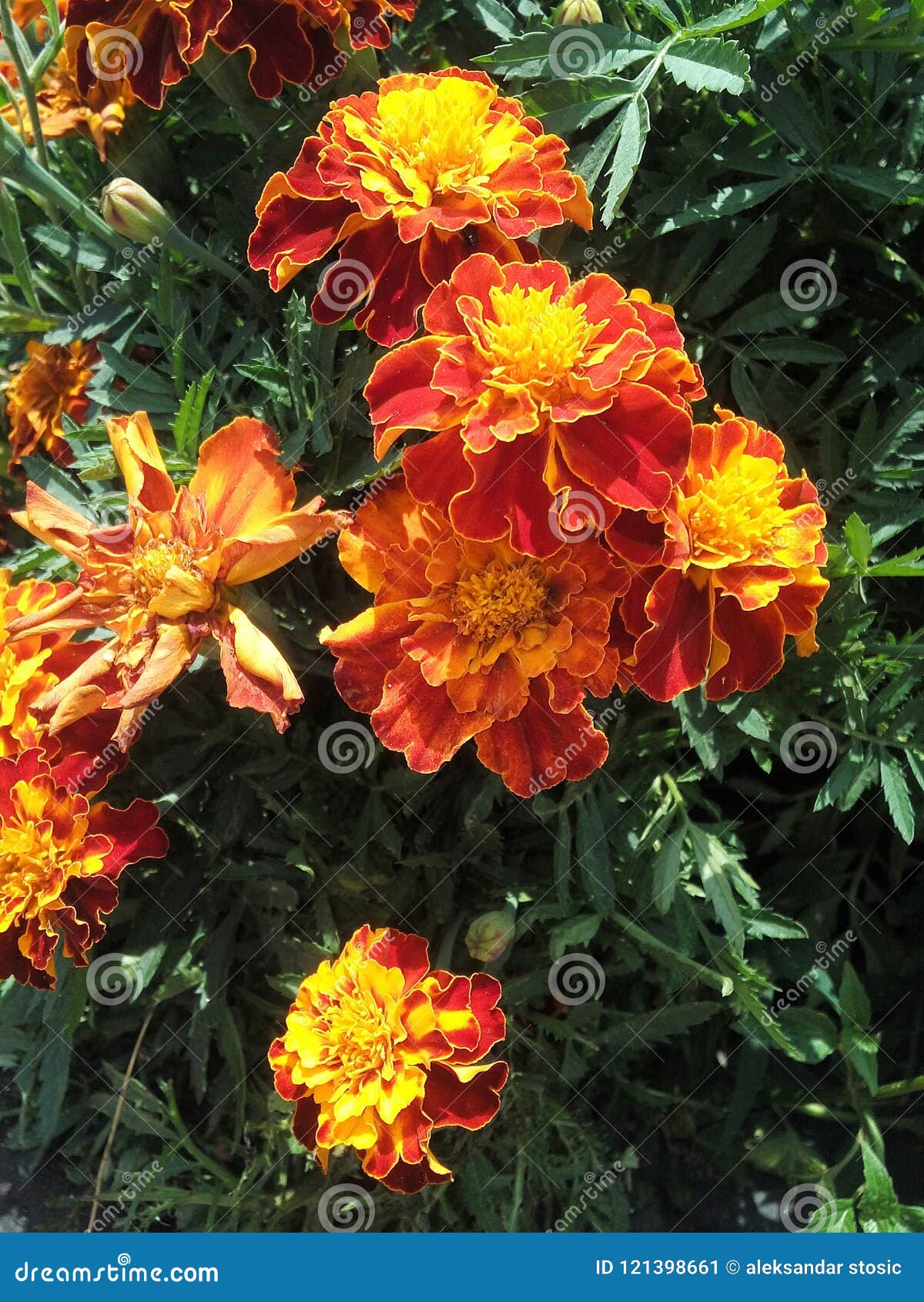 Flower stock image. Image of head, neven, flower, cvet - 121398661