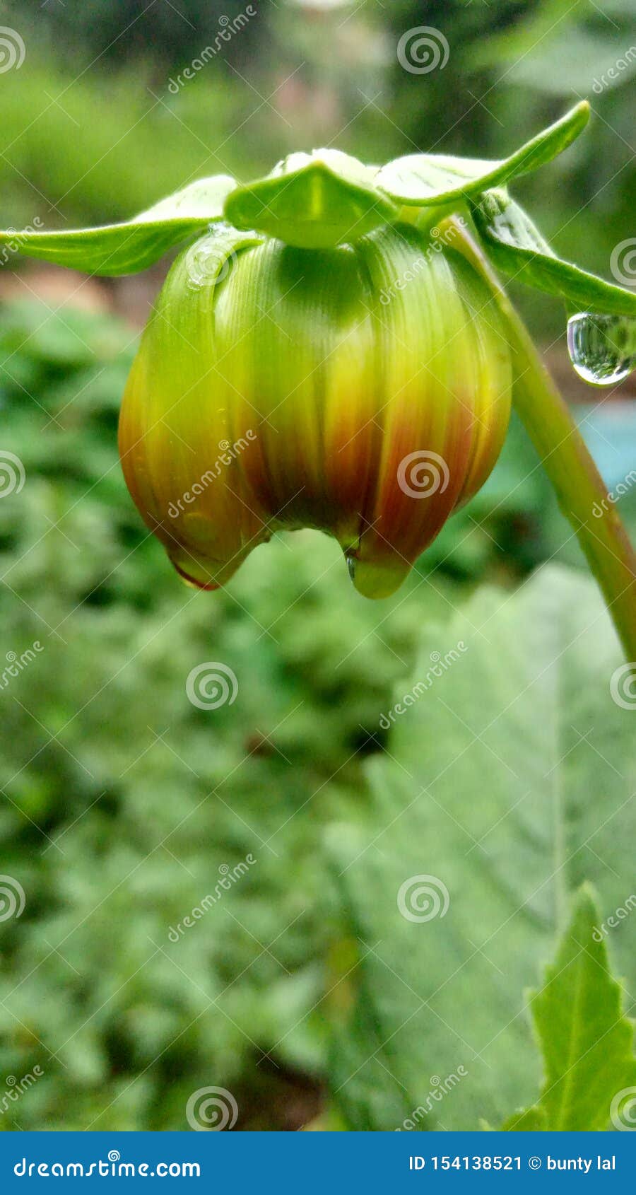 Flower stock image. Image of rising, flower, nature - 154138521