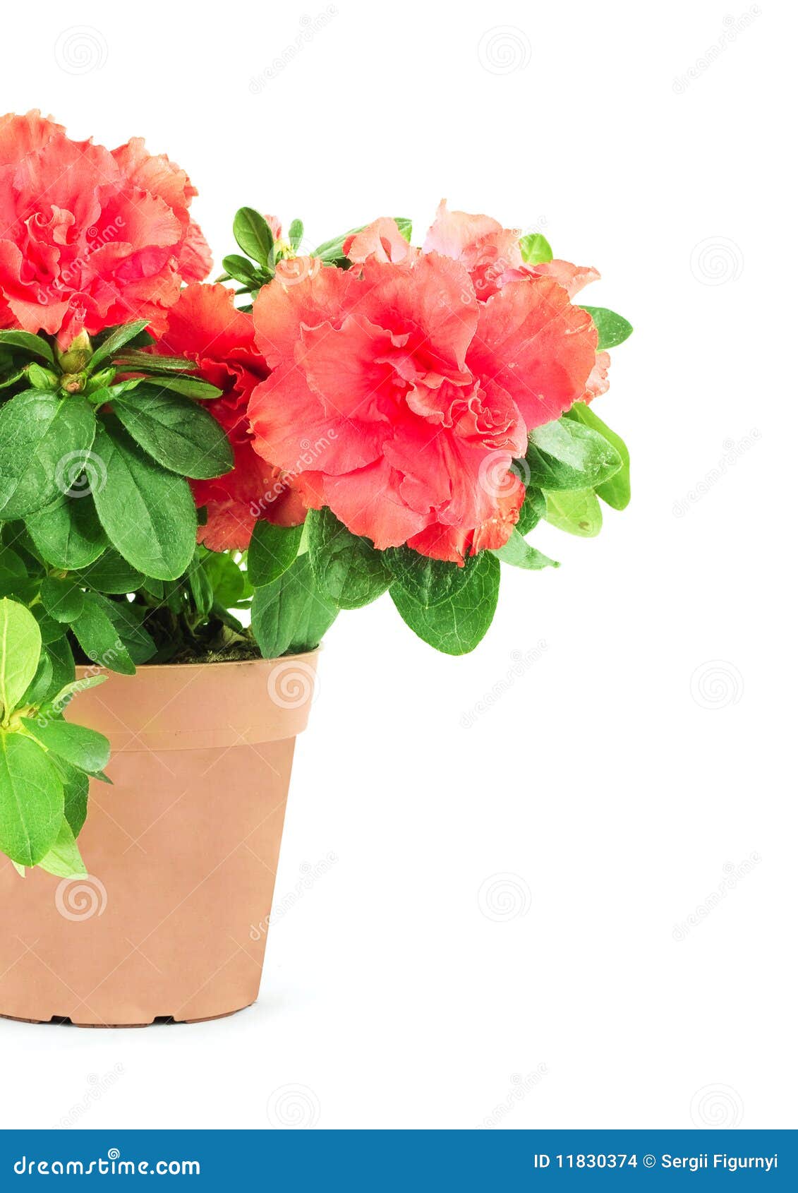 Flower in a flowerpot stock photo. Image of flowerpot - 11830374