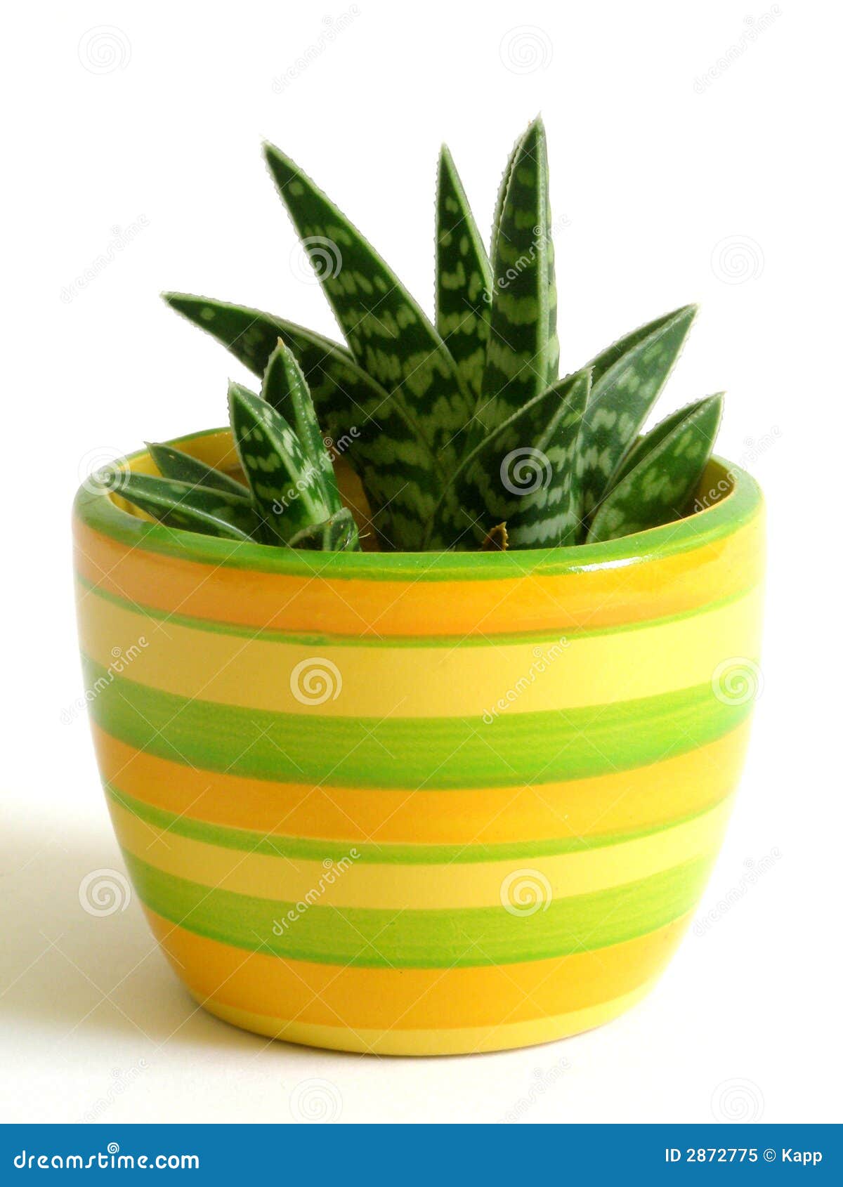 Flower in flowerpot stock image. Image of delicate, flowerpots - 2872775