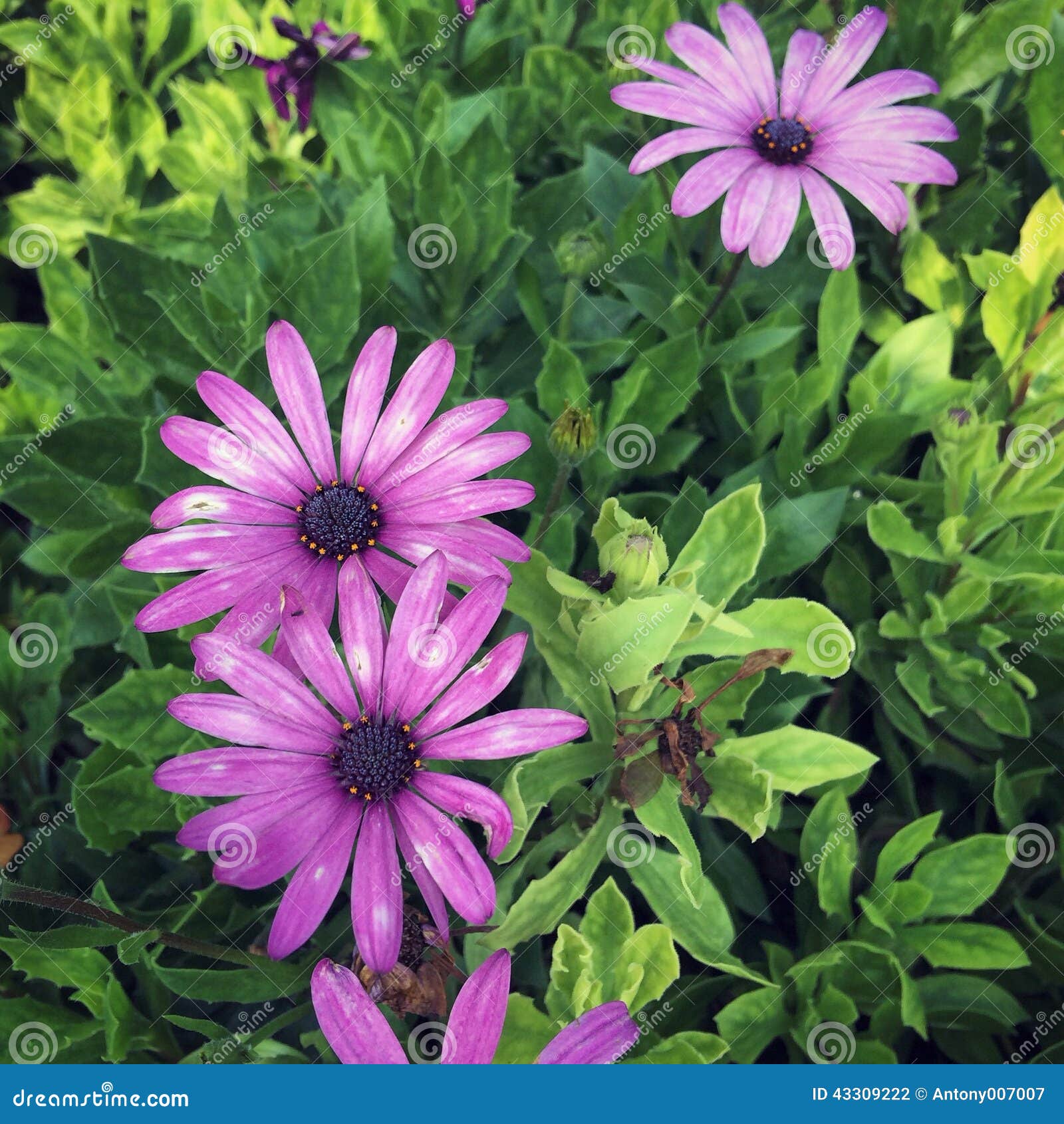 Flower stock photo. Image of plant, season, flower, kunming - 43309222