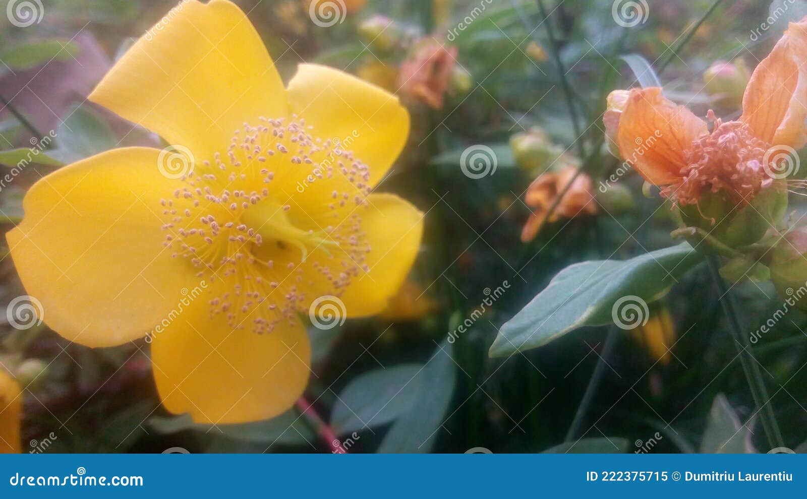 Flower stock image. Image of blossom, pollen, plant - 222375715