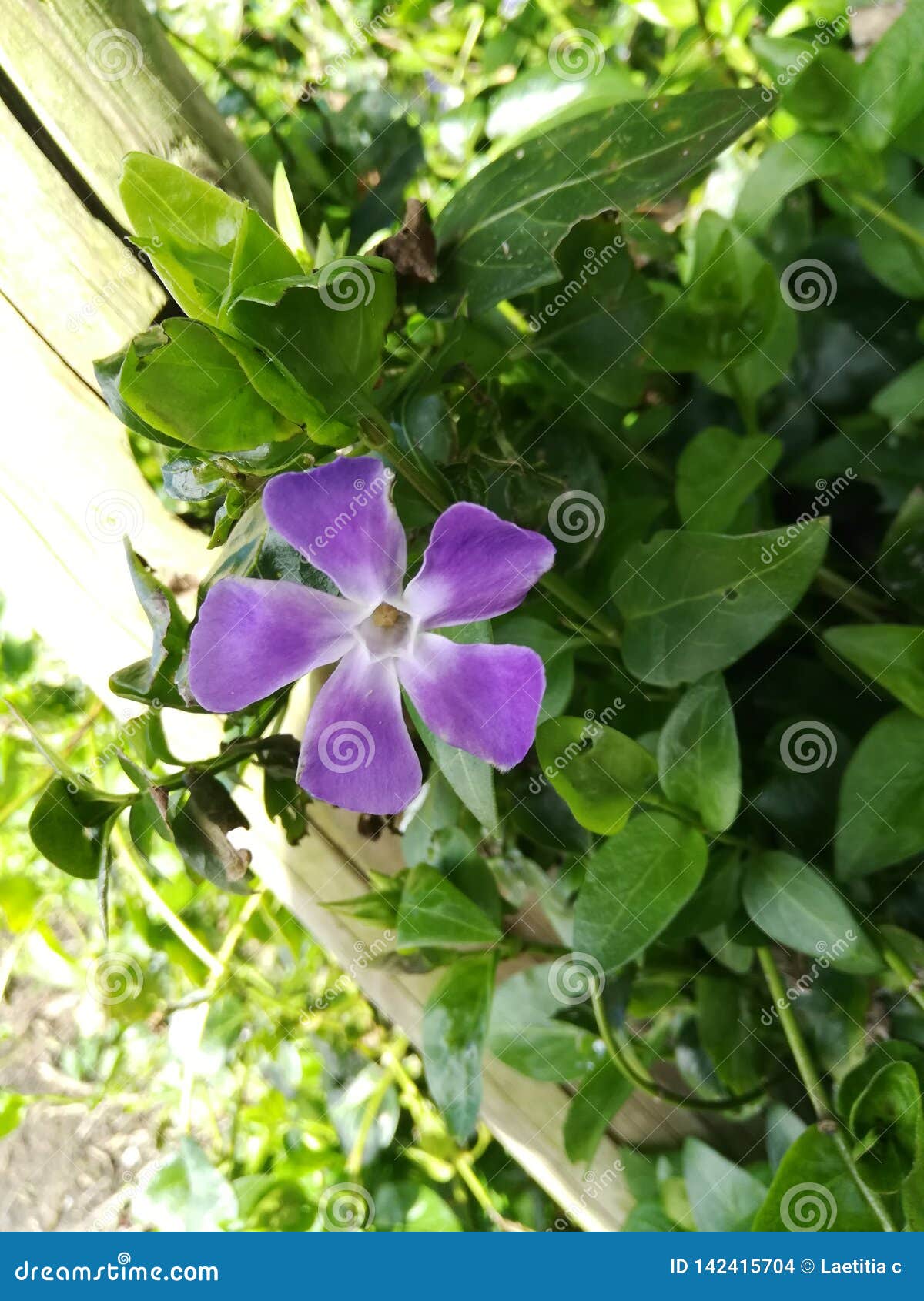 Flower stock photo. Image of printemps, spring, violet - 142415704