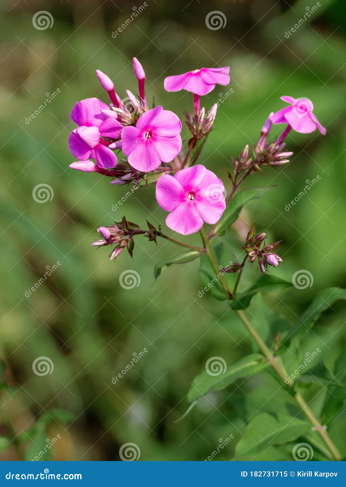 Flower Flox Blizzard Wild Against a Backdrop of Grass Stock Image ...